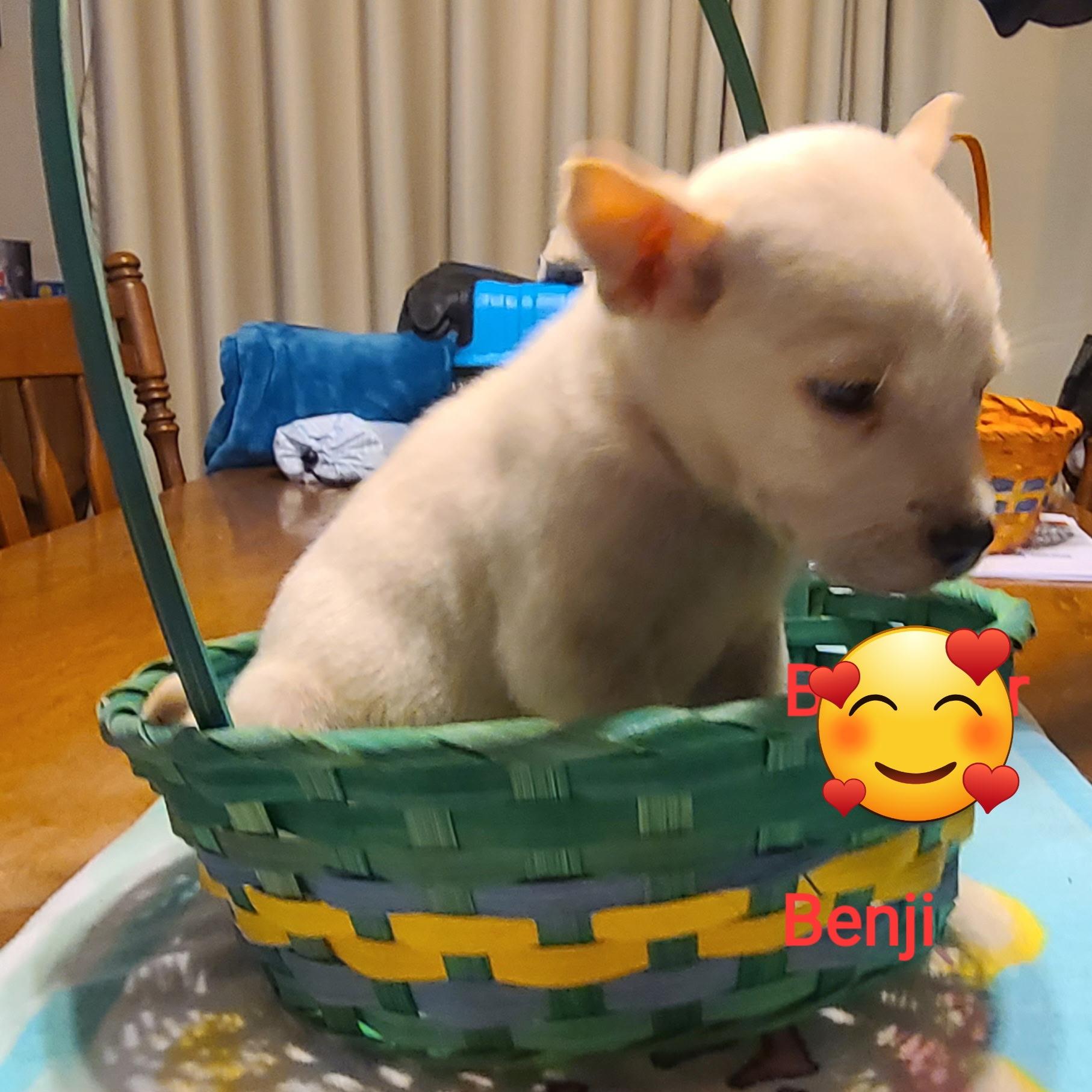 Dog for adoption - Benji, a Siberian Husky Mix in Naples, FL | Petfinder