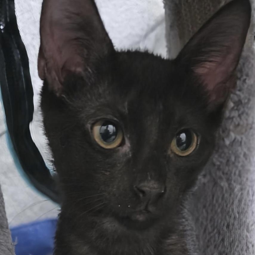 Cat for adoption - Sassy - Local July 25-27, a Domestic Short Hair in ...