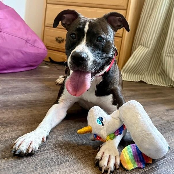 Dog for adoption - Scarlett Sandoval will love your other dogs!, a ...