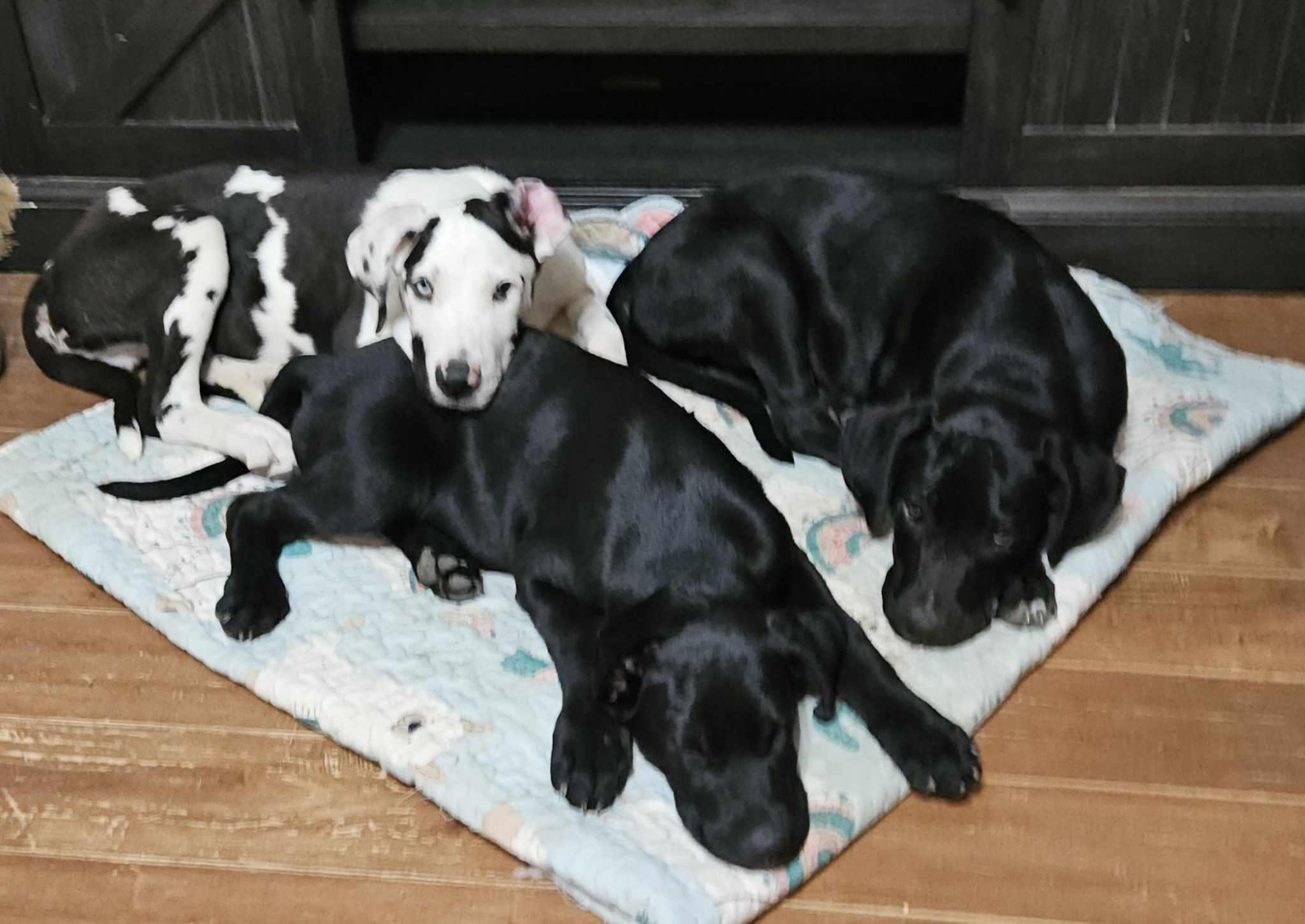 Dog for adoption - Marmaduke, a Great Dane in Appleton, WI | Petfinder