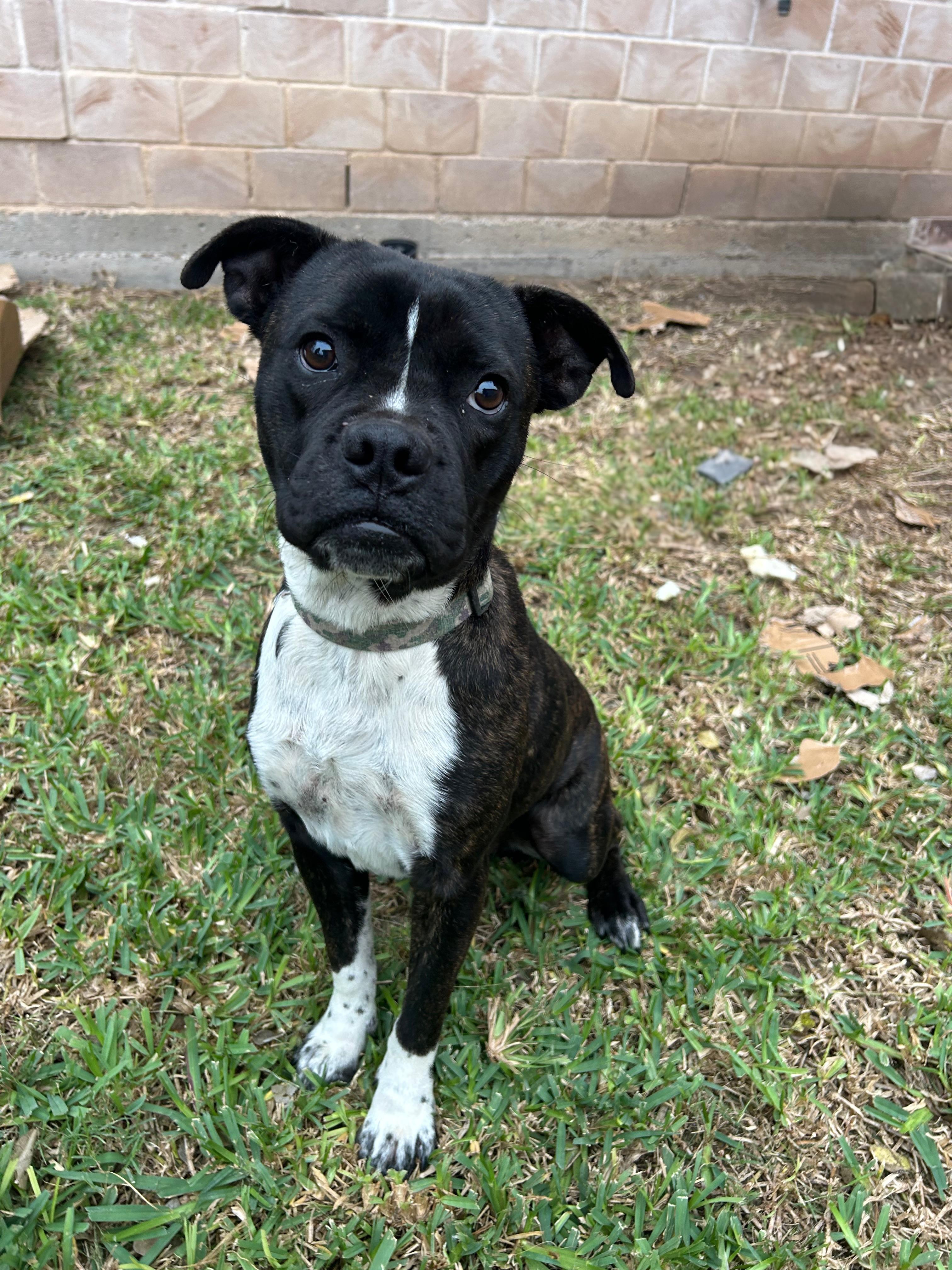 Dog for adoption - Chico, a Boston Terrier Mix in Richmond, VA | Petfinder
