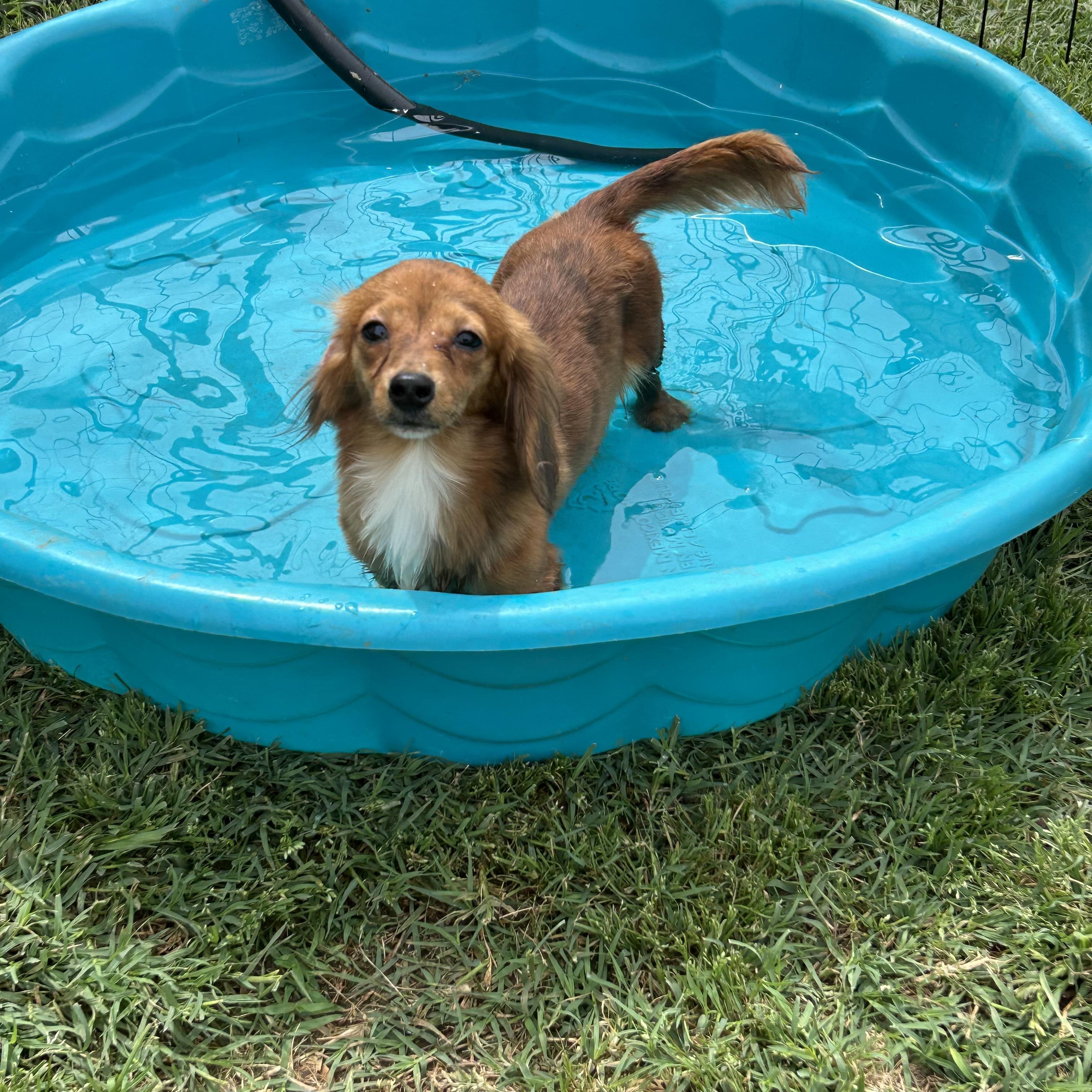 Dog for adoption - Rasha, a Miniature Dachshund in Chickasha, OK ...