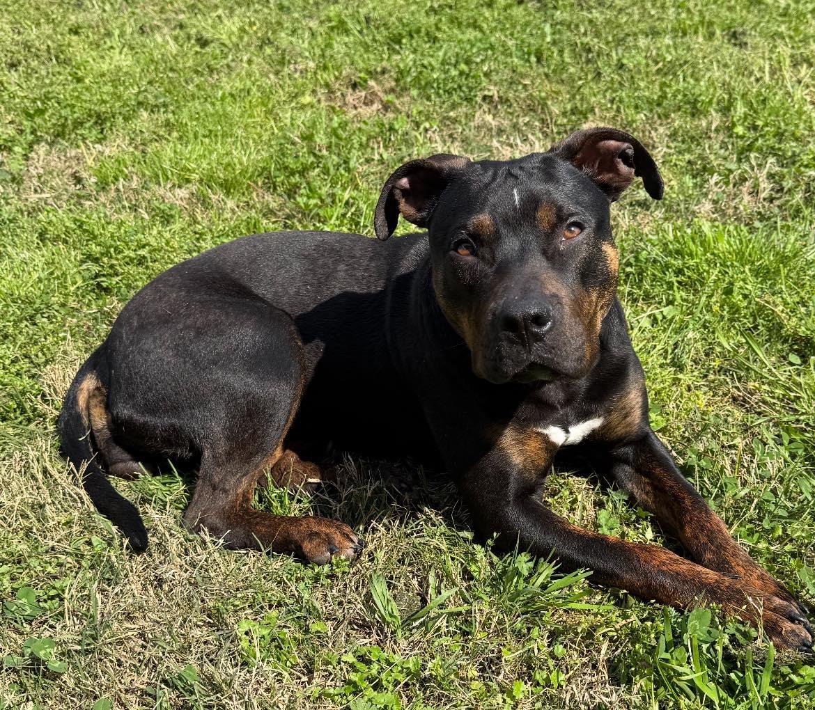 Dog for adoption - Evee Marie, a Rottweiler & Pit Bull Terrier Mix in ...