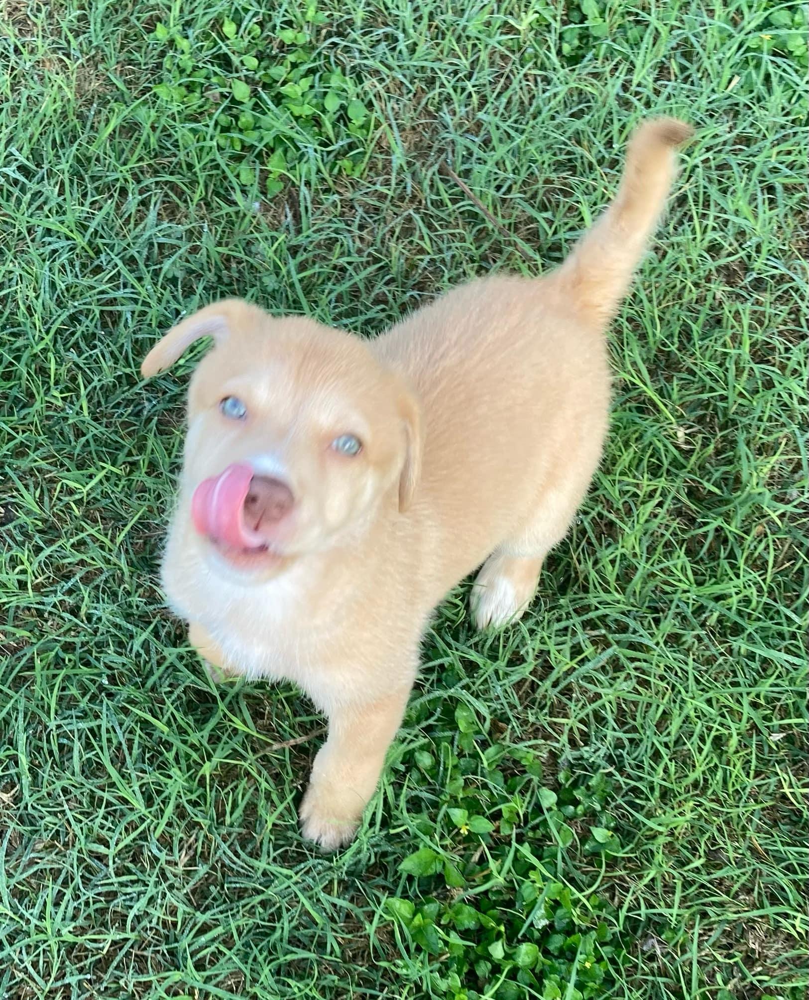 Dog for adoption - Fancy, a Labrador Retriever Mix in Brattleboro , VT | Petfinder