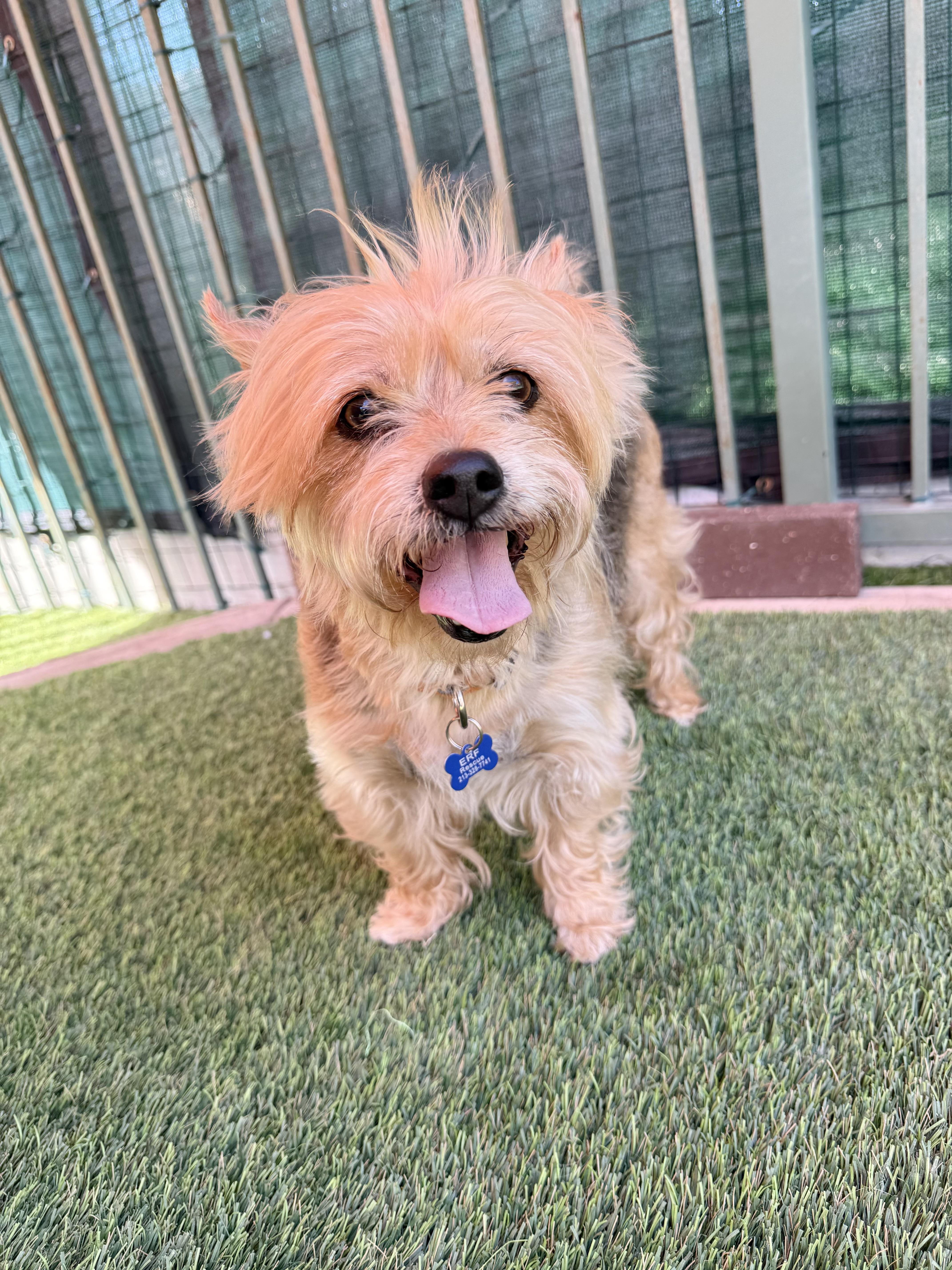 Dog for adoption - Nigel, a Yorkshire Terrier Mix in Agoura Hills, CA ...
