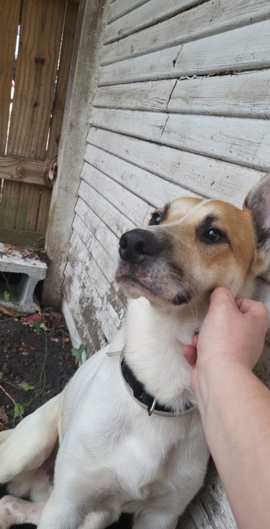 Dog for adoption - Astro, a Labrador Retriever Mix in Highland Mills ...