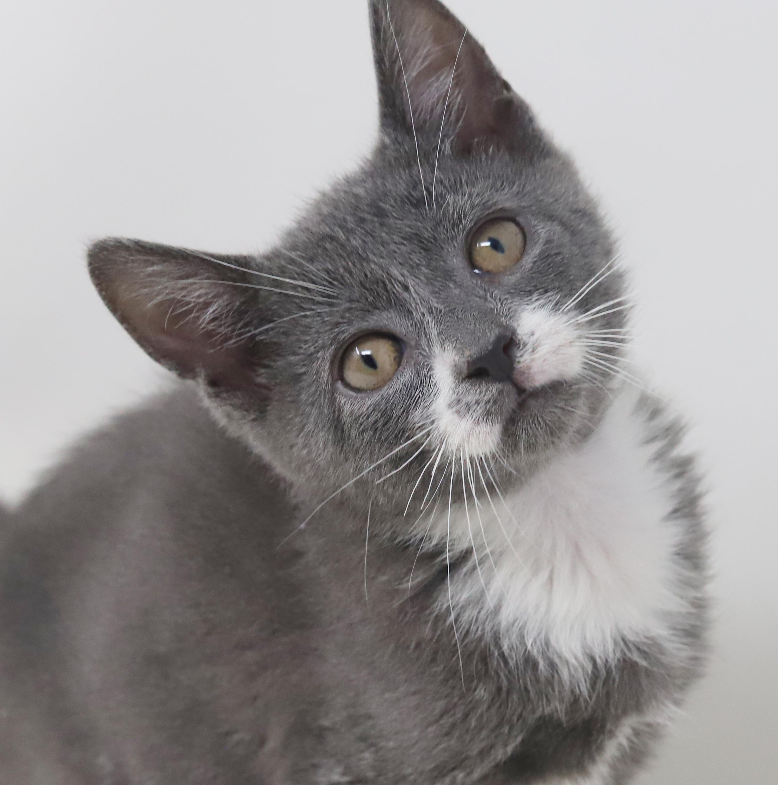Cat for adoption - Mushy Mullet loves to snuggle and be carried like a baby!, a Russian Blue ...
