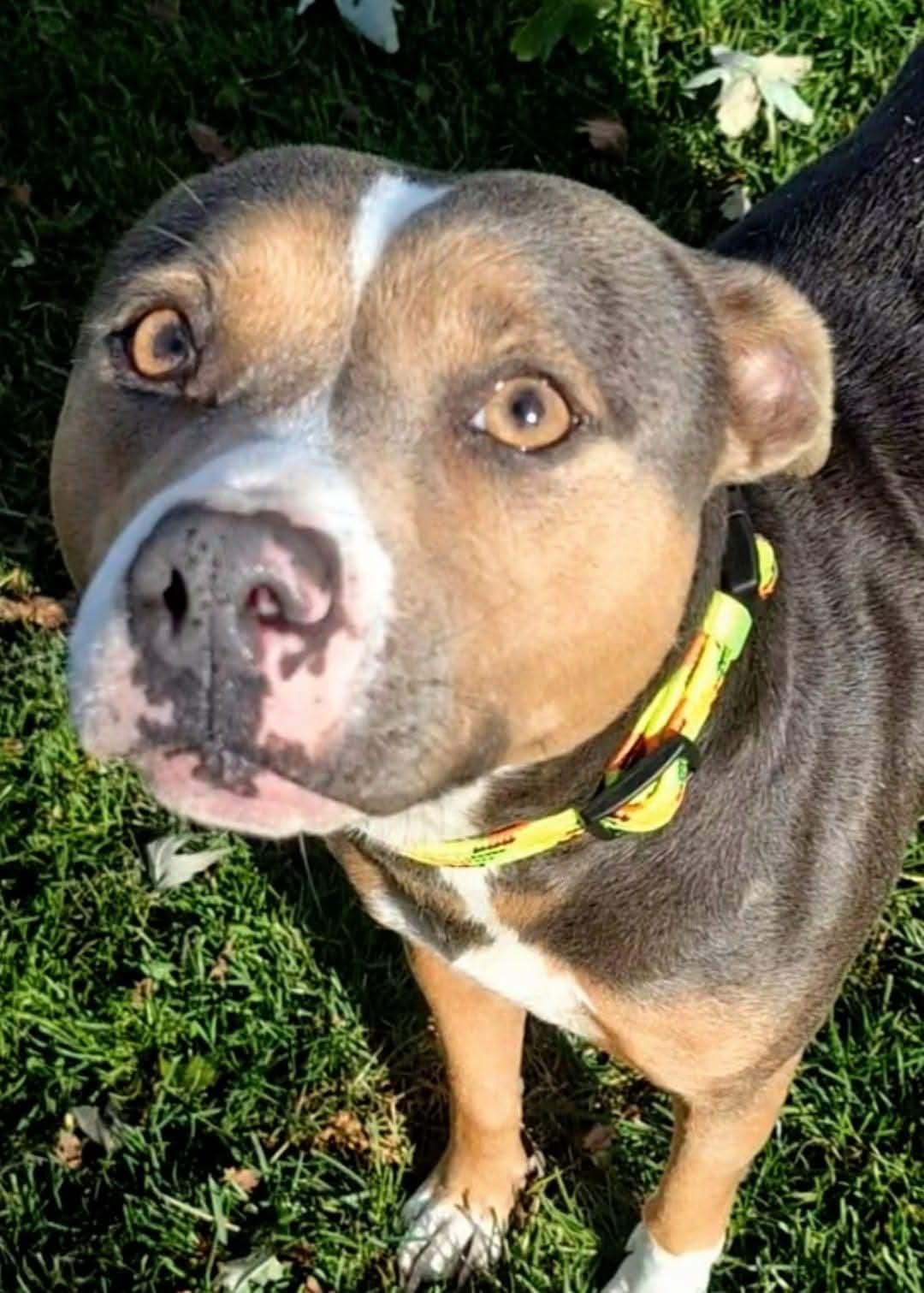 Dog for adoption - STORMY, a Mixed Breed in Flint, MI | Petfinder