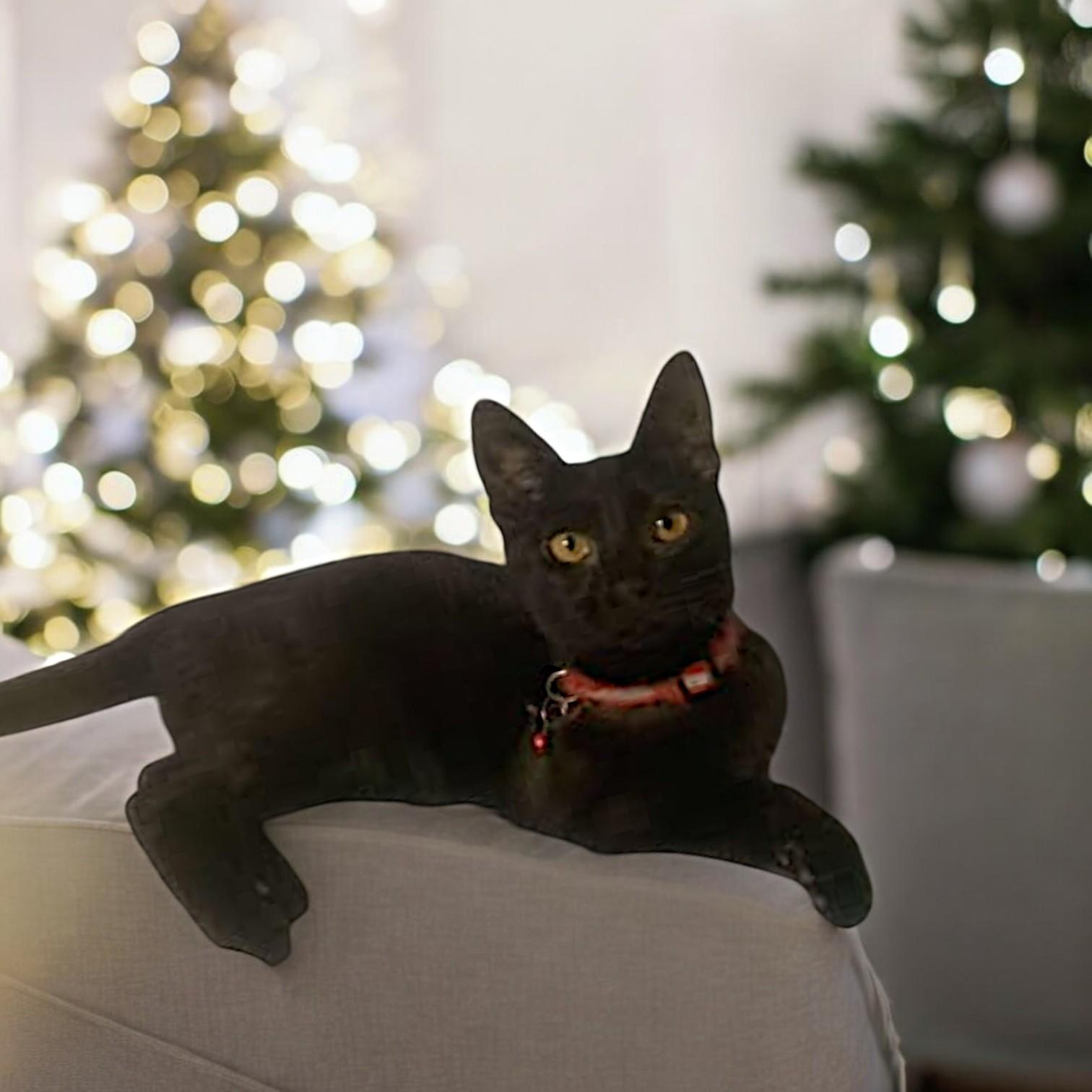 Cat for adoption - Georgina, a Bombay & Domestic Short Hair Mix in ...