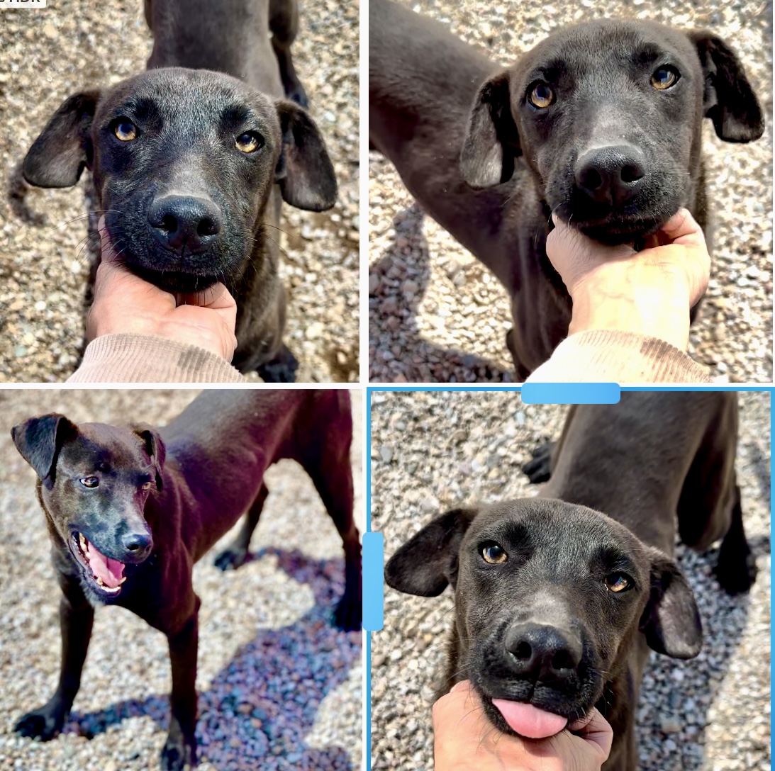 Dog for adoption - Snoop Dog, a Xoloitzcuintli / Mexican Hairless ...