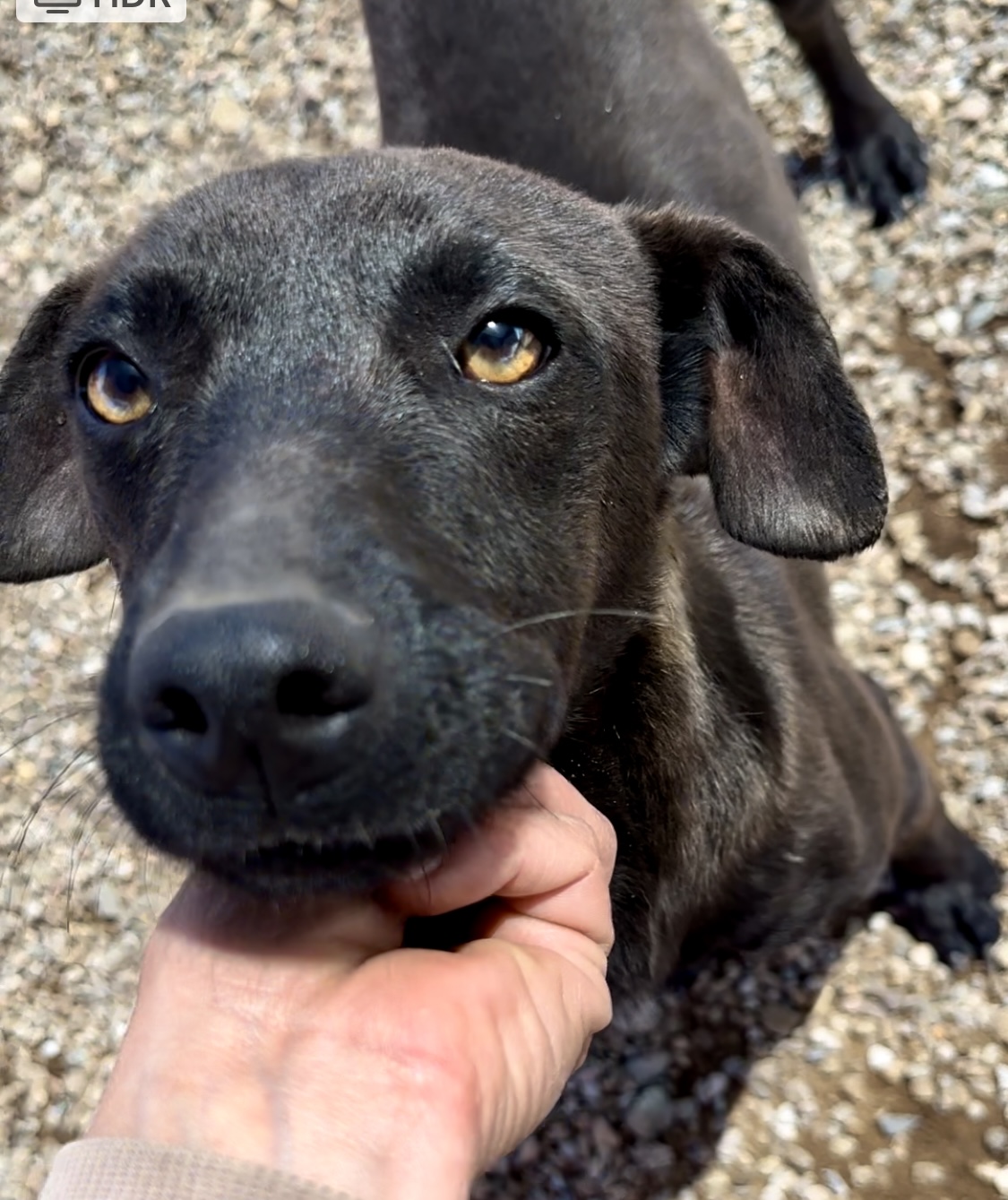 Dog for adoption - Snoop Dog, a Xoloitzcuintli / Mexican Hairless ...