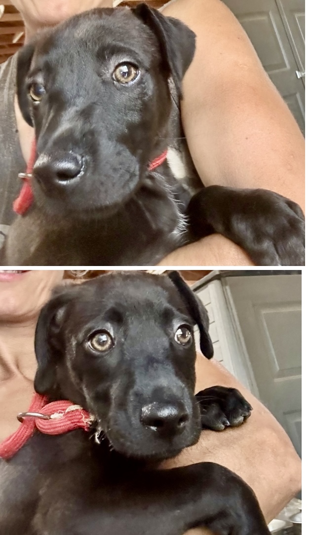 Dog for adoption - Snoop Dog, a Xoloitzcuintli / Mexican Hairless ...