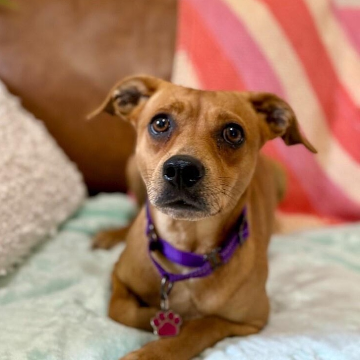 Dog for adoption - Princess Peach, a Patterdale Terrier / Fell Terrier & Chihuahua Mix in ...