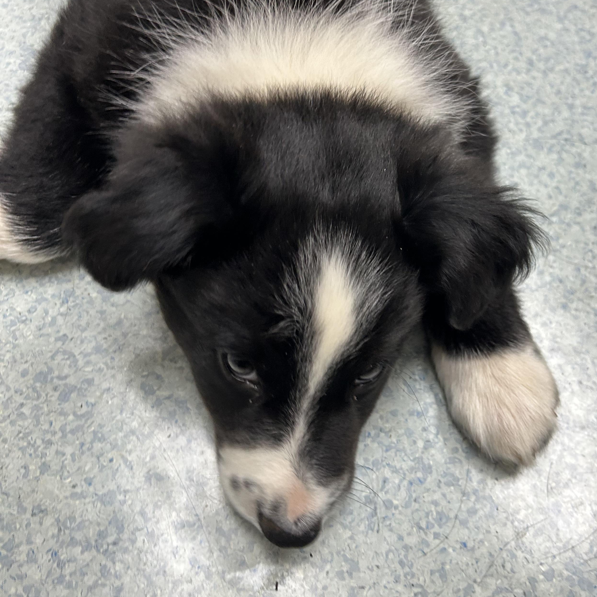 Dog for adoption - Oreo, a Border Collie & Australian Shepherd Mix in ...