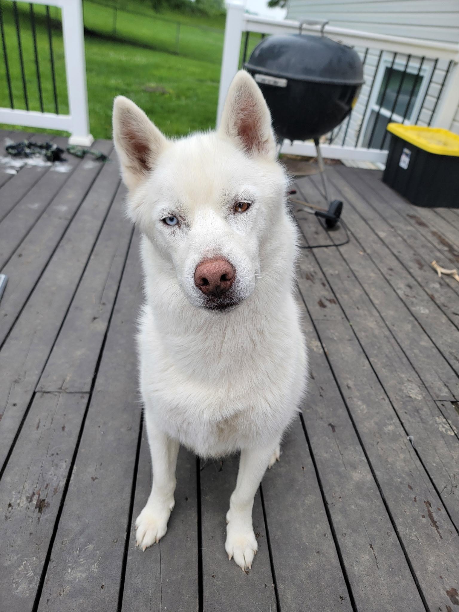 Dog for adoption - Atlas/Ghost, a Siberian Husky Mix in Lockport , NY ...