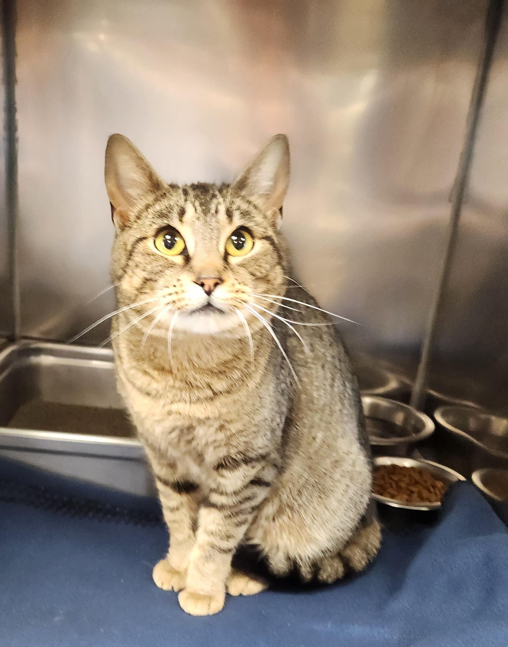 Cat for adoption - Ophelia, a Domestic Short Hair in Clayton, NJ ...