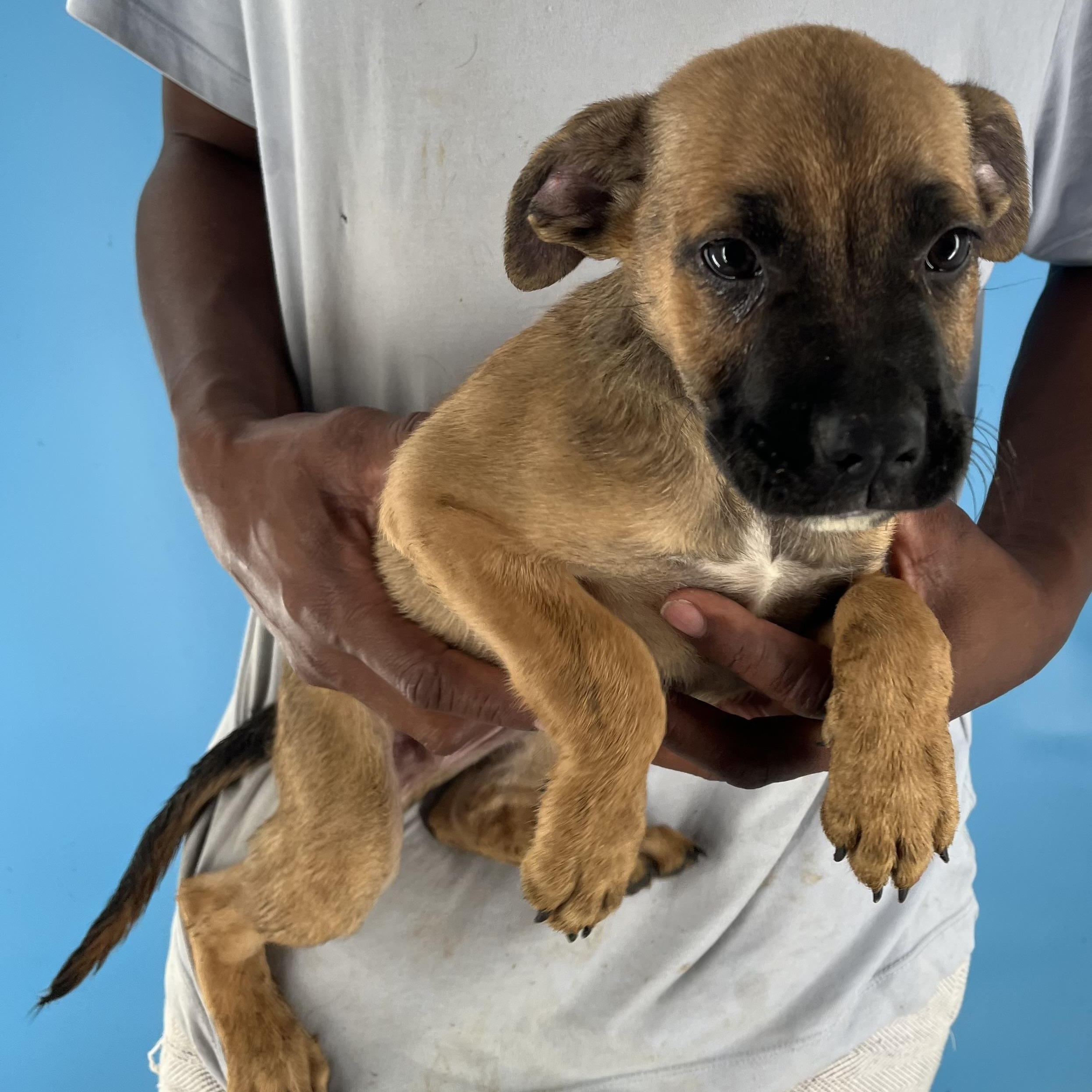 Dog for adoption - Beckham - Local July 25-27, a German Shepherd Dog ...