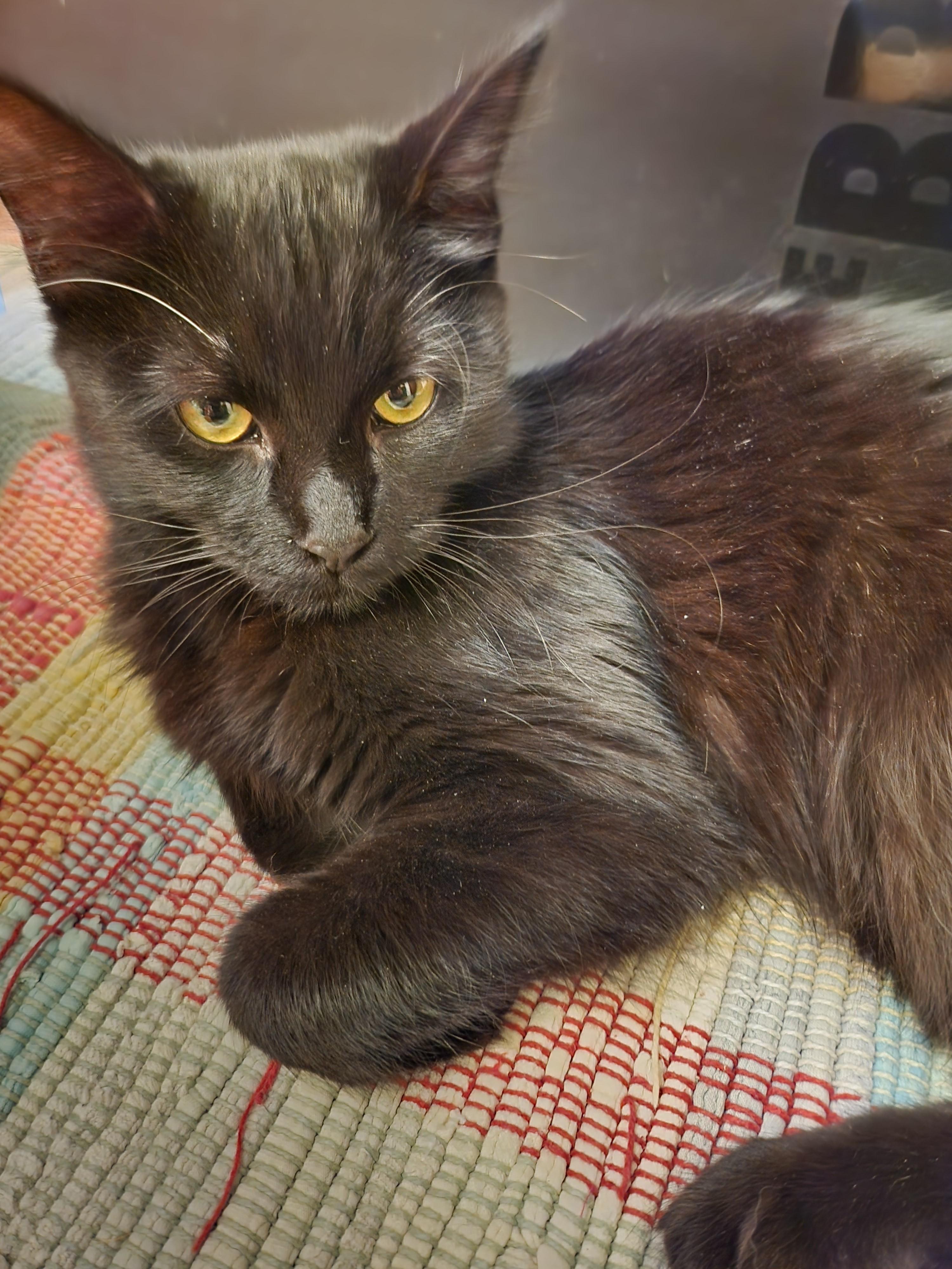 Cat for adoption - Starling, a Domestic Medium Hair in Marin, CA ...