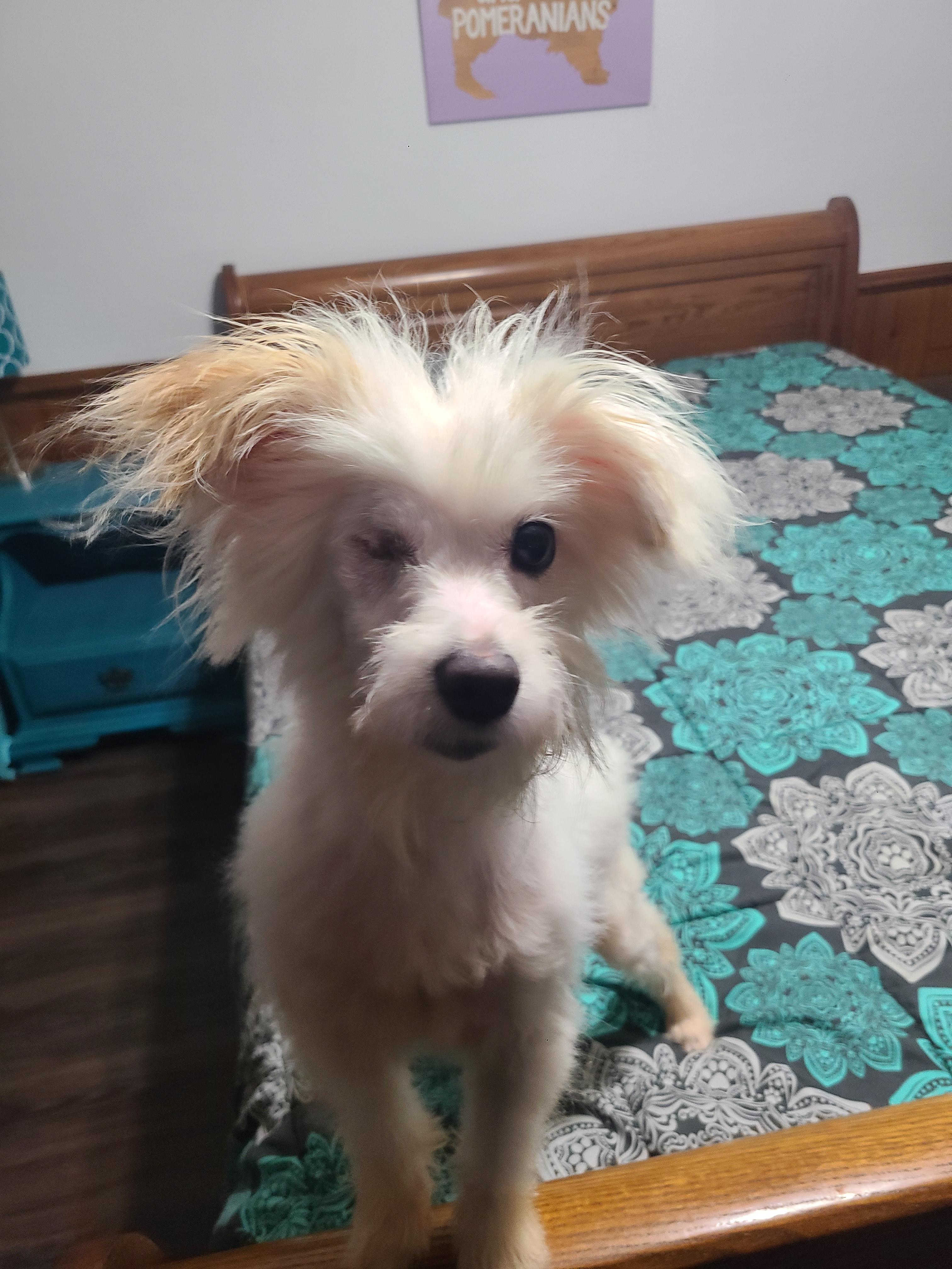 Dog for adoption - Stevie, a Pomapoo in Richmond, VA | Petfinder