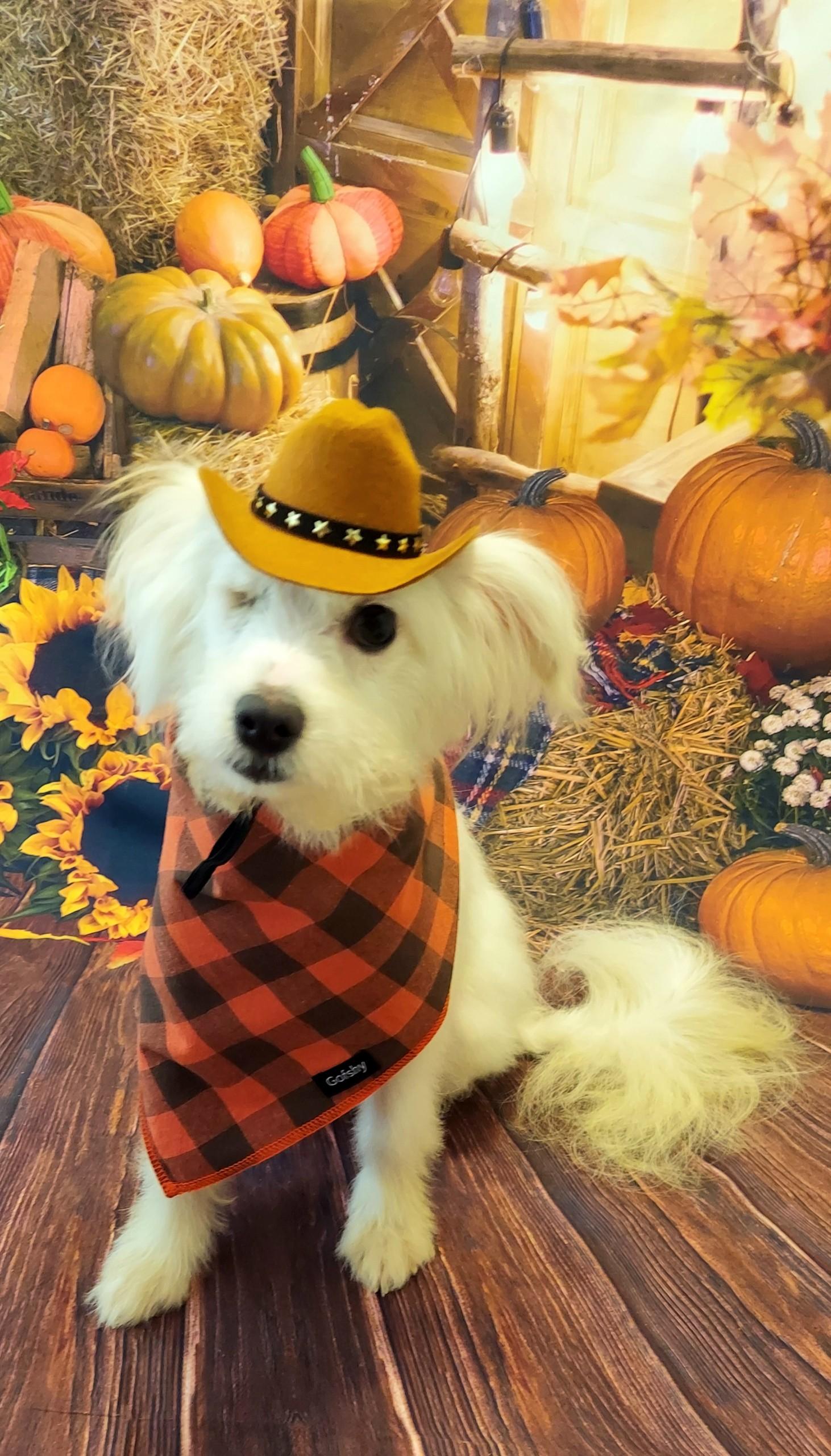 Dog for adoption - Stevie, a Pomapoo in Richmond, VA | Petfinder