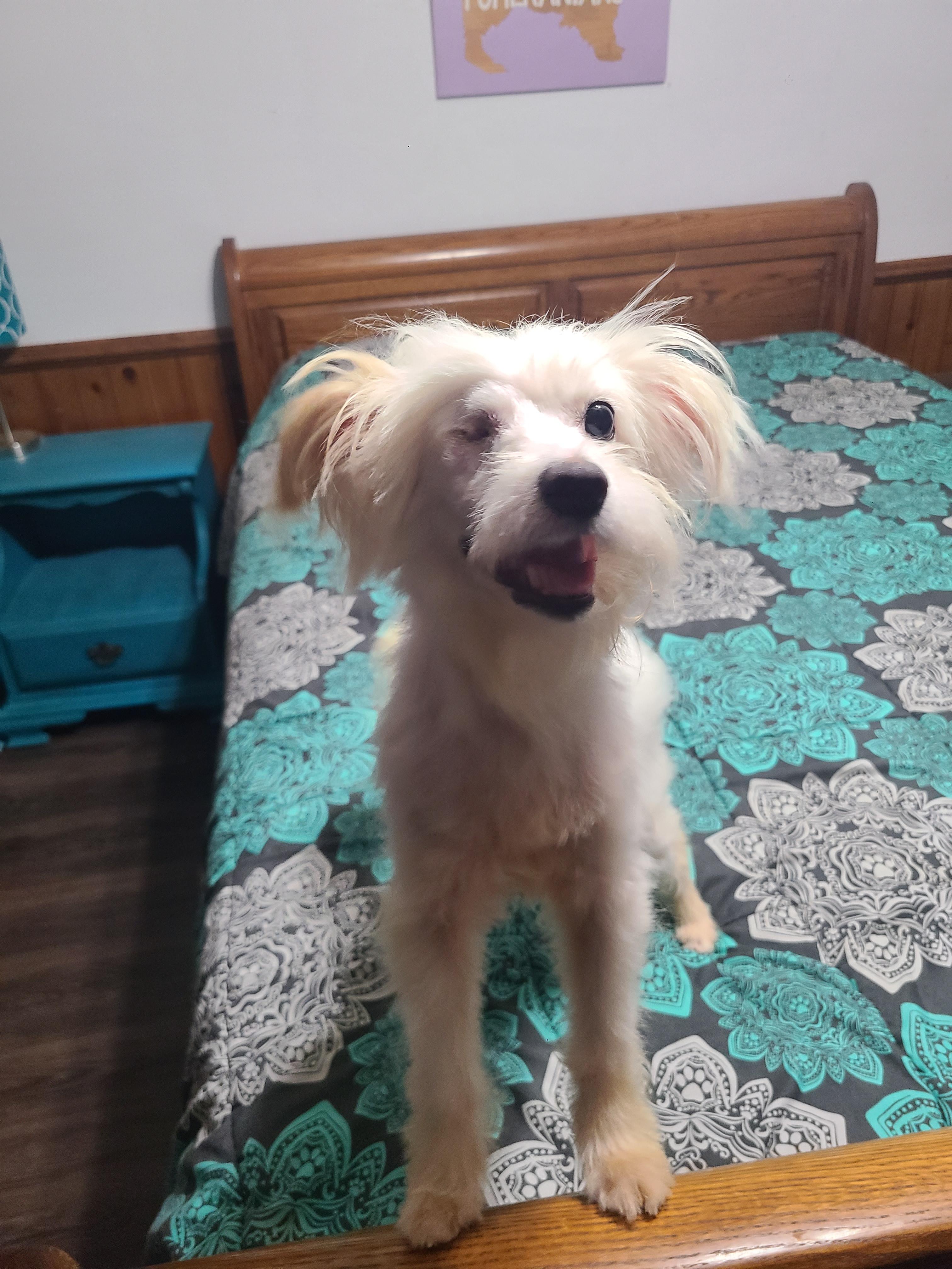 Dog for adoption - Stevie, a Pomapoo in Richmond, VA | Petfinder