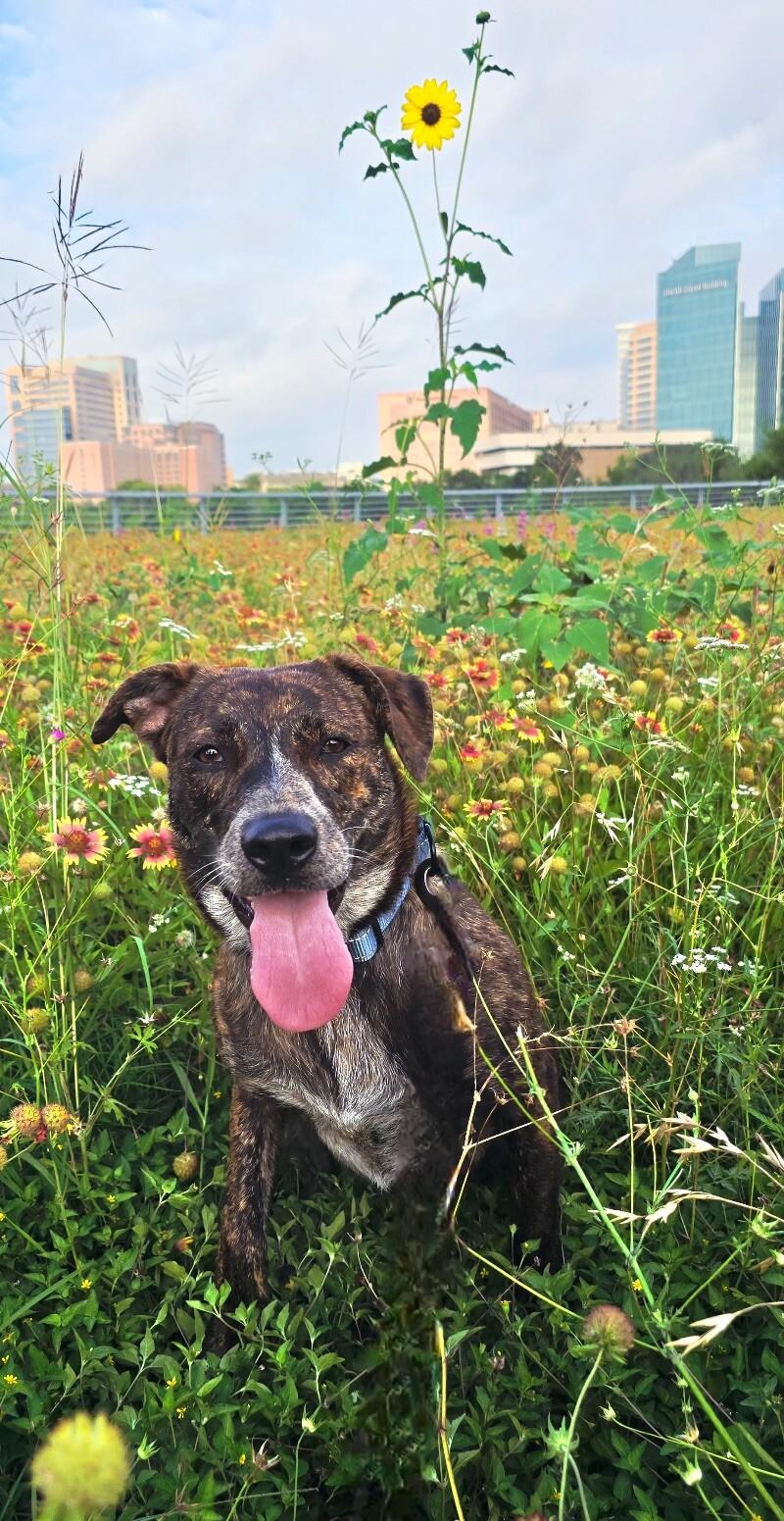 Dog for adoption - Nabila the Gentle Snuggle Nugget, a Labrador ...