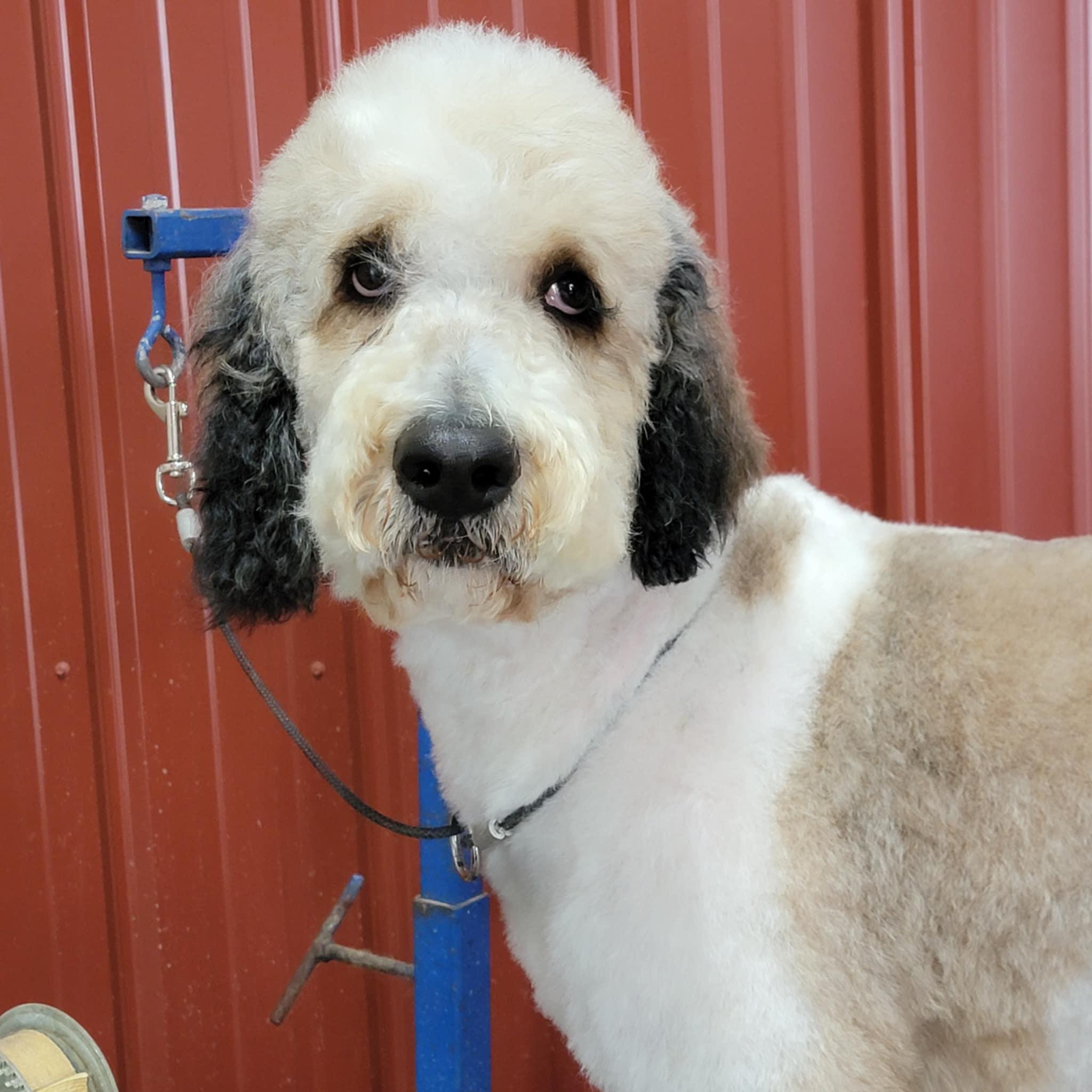 Dog for adoption - Alibi, a Poodle in Catlettsburg, KY | Petfinder