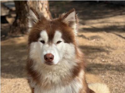 Dog for adoption - AKAI, an Alaskan Malamute in San Clemente, CA ...