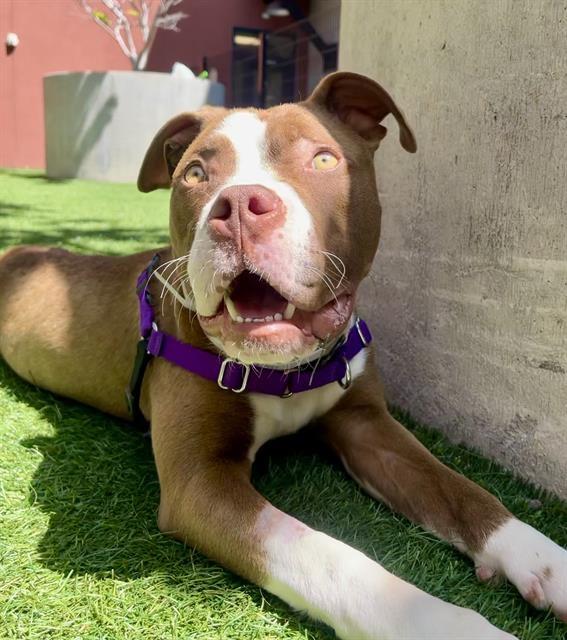 Dog for adoption - Jelly Bean, a Pit Bull Terrier in San Francisco, CA ...