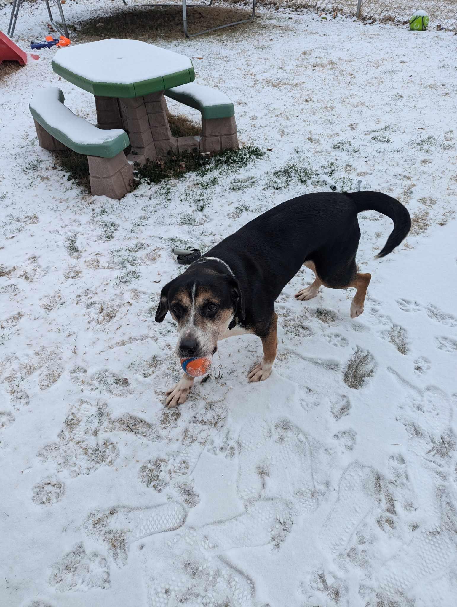 Dog for adoption - Gunner, a Hound & Beagle Mix in Greensboro, NC | Petfinder