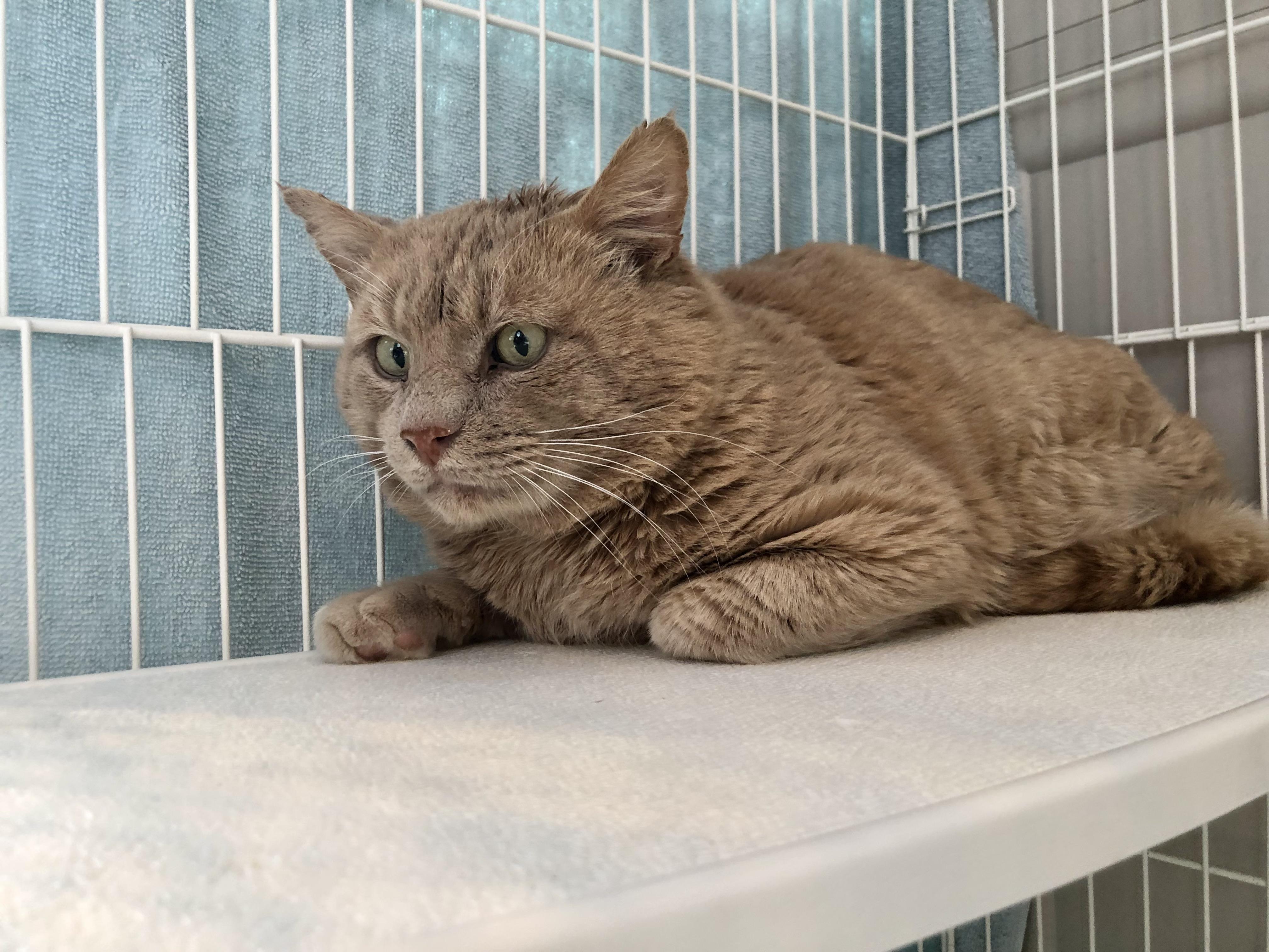 Bacon Egg N' Cheese - Adoptable Pet | Petfinder | Petfinder