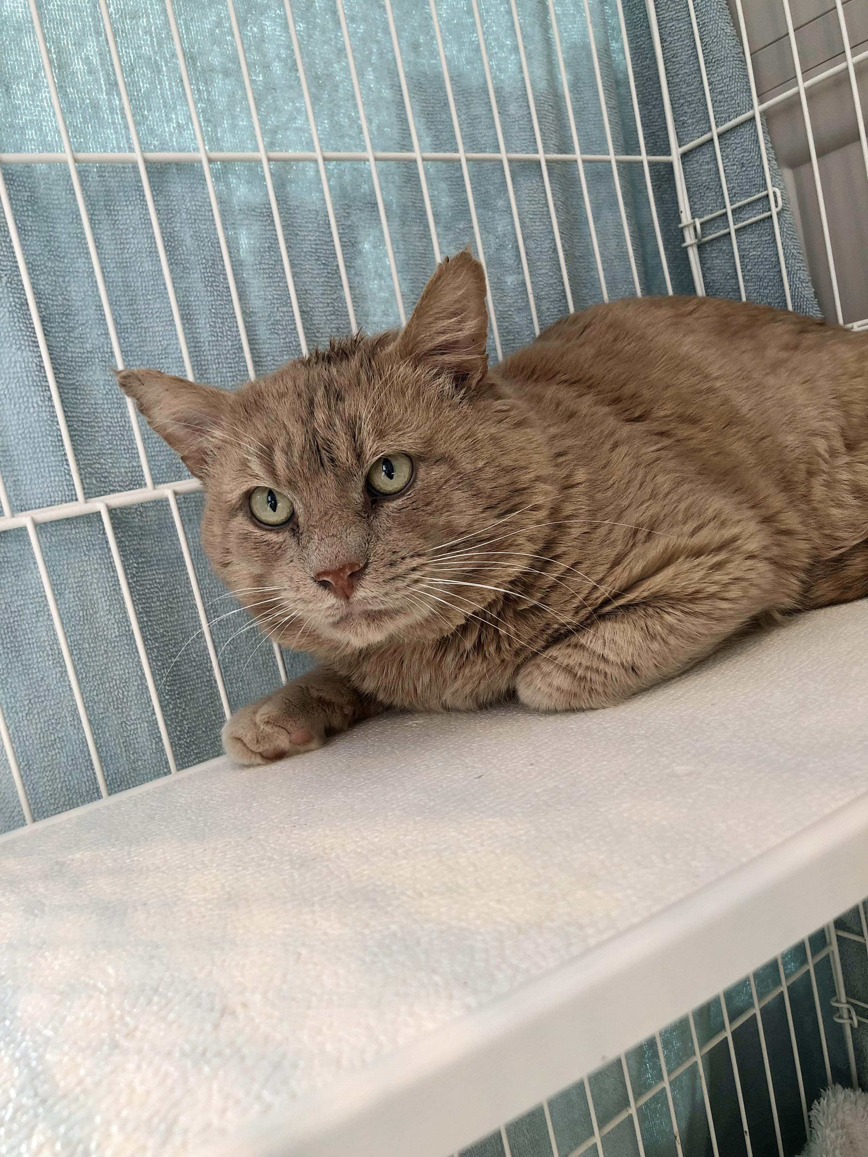 Bacon Egg N' Cheese - Adoptable Pet | Petfinder | Petfinder