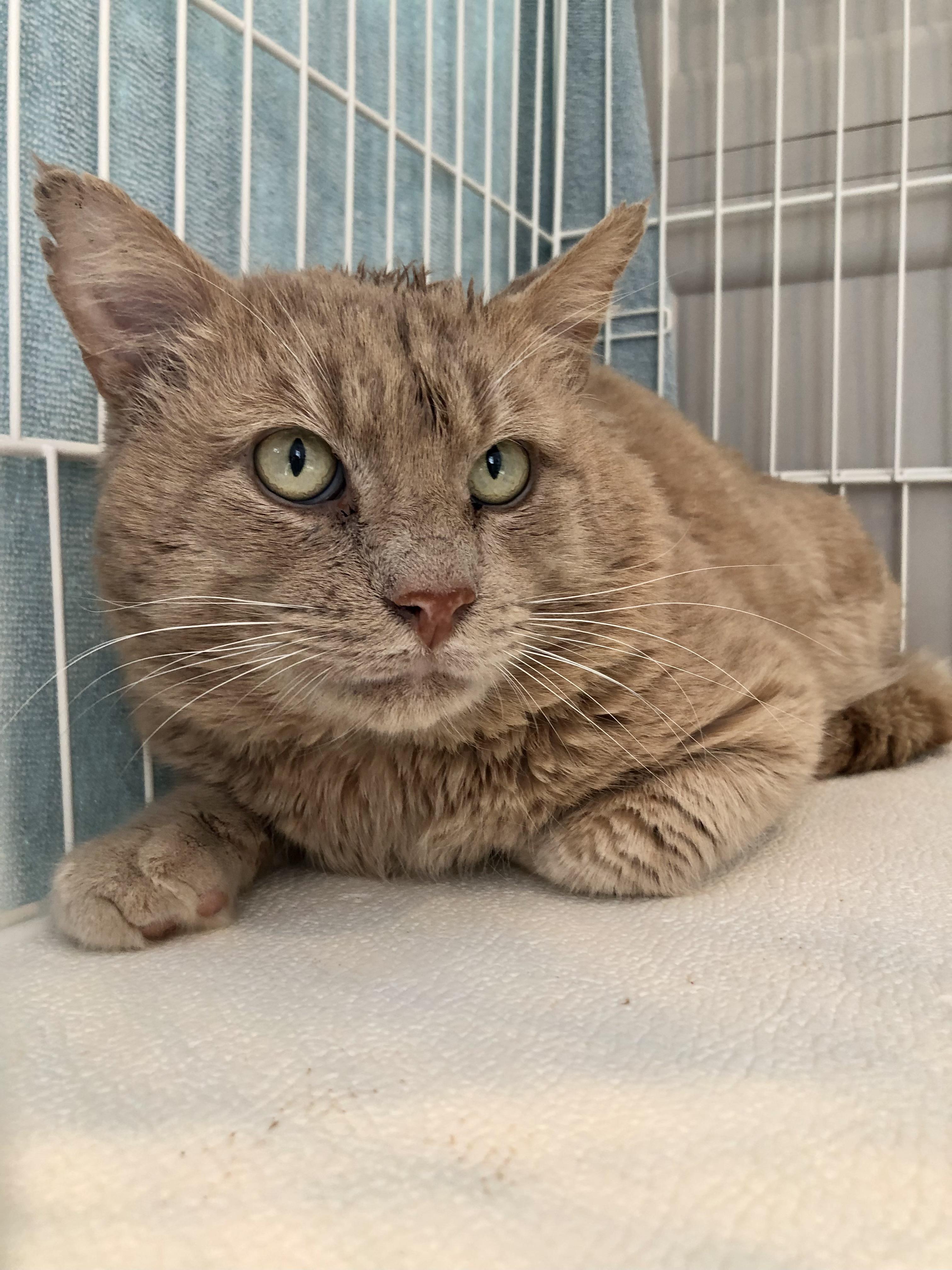 Bacon Egg N' Cheese - Adoptable Pet | Petfinder | Petfinder