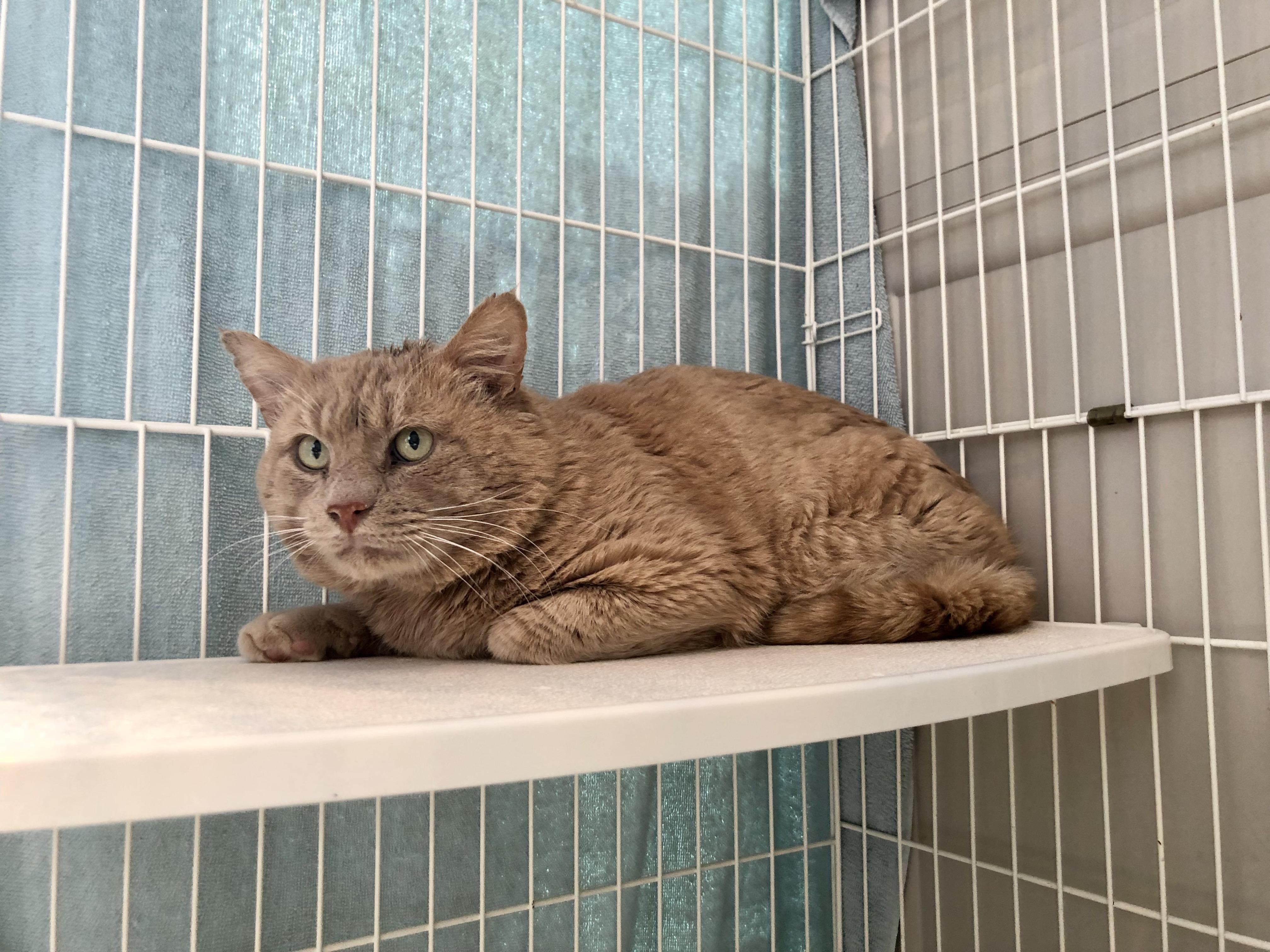 Bacon Egg N' Cheese - Adoptable Pet | Petfinder | Petfinder