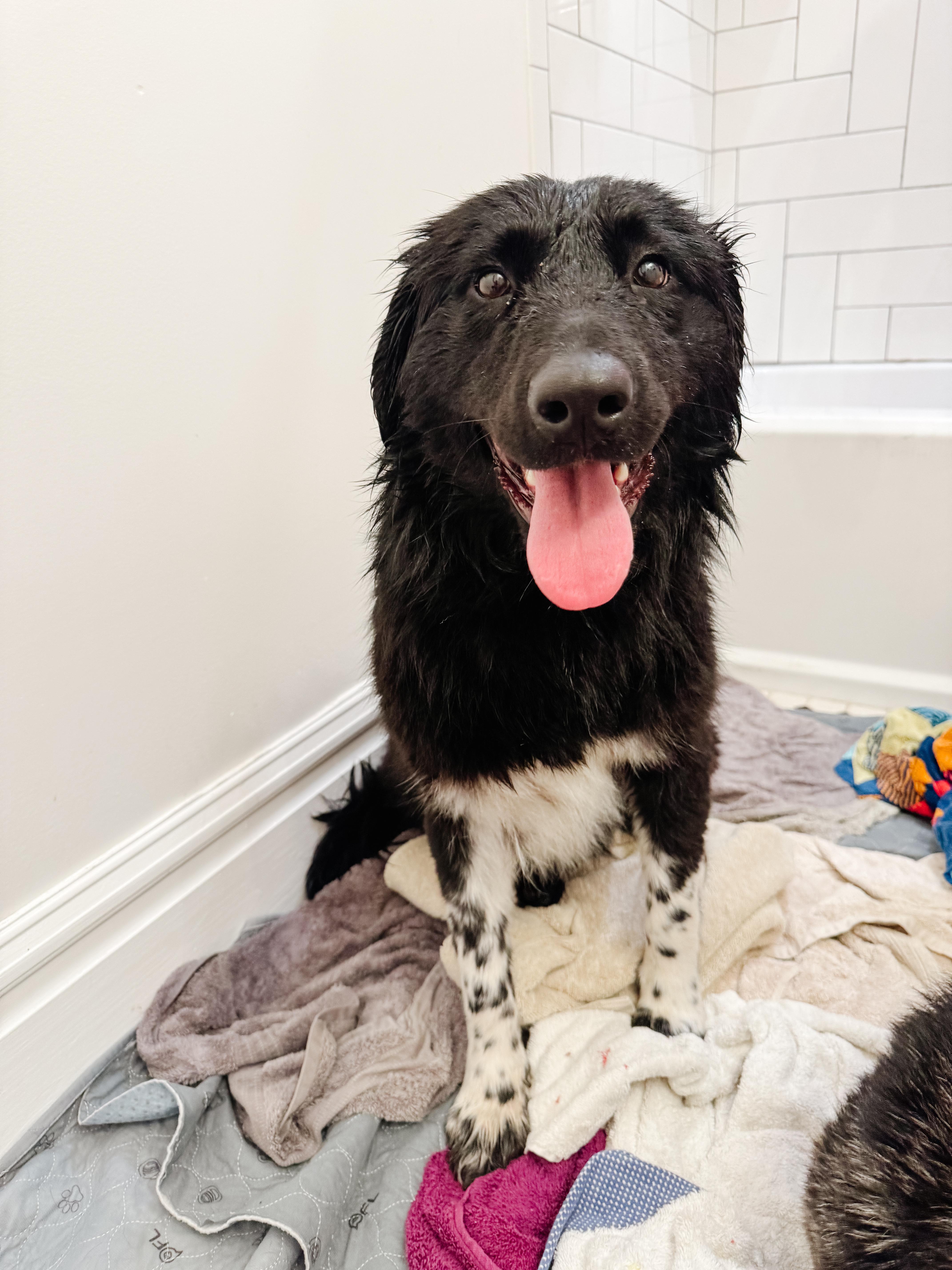 Dog for adoption - Noelle, a Border Collie & Great Pyrenees Mix in ...