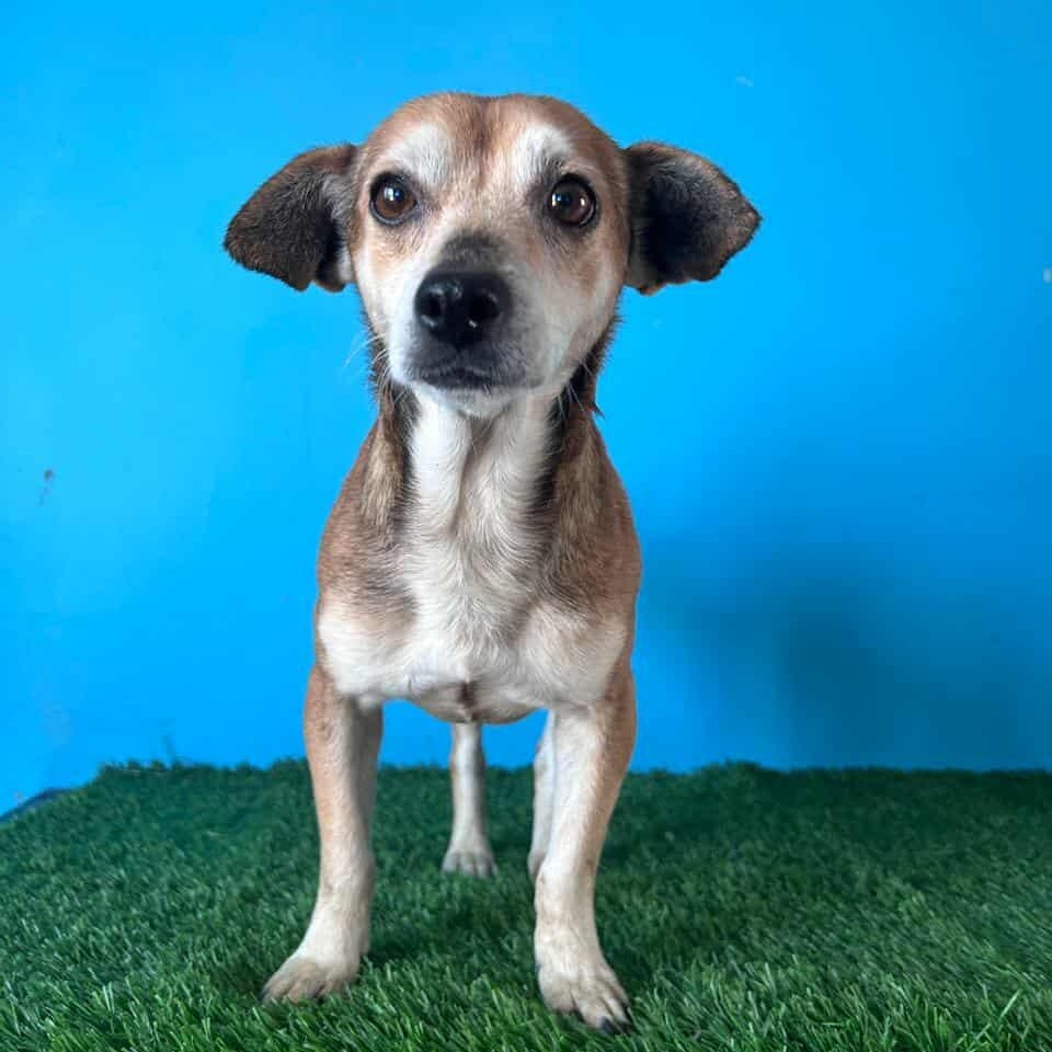 Dog for adoption - Gobo, a Rat Terrier & Chihuahua Mix in Tijuana, BCN ...