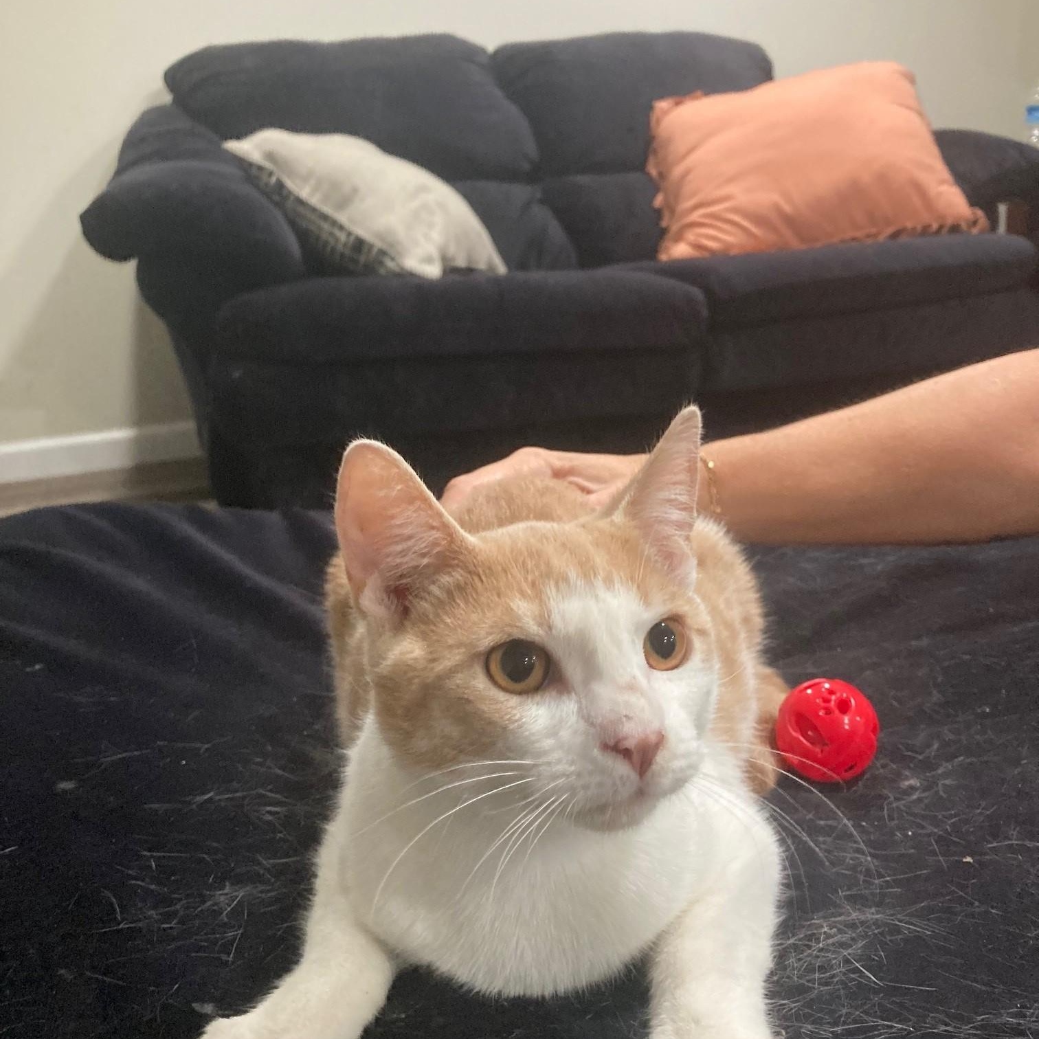 Cat for adoption - Gulliver, a Domestic Short Hair in Bellmawr, NJ ...