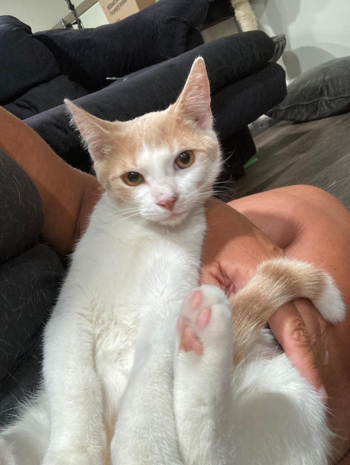 Cat for adoption - Gulliver, a Domestic Short Hair in Bellmawr, NJ ...