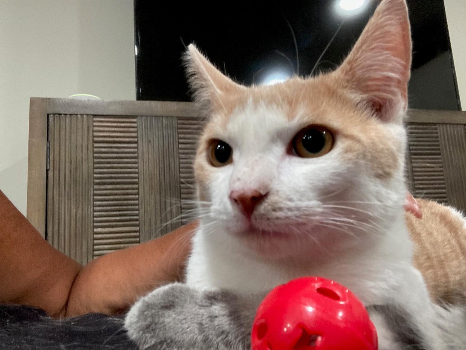 Cat for adoption - Gulliver, a Domestic Short Hair in Bellmawr, NJ ...