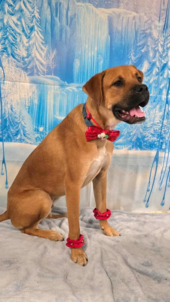 Dog for adoption - Biscuit, a Boxer & Labrador Retriever Mix in Alvin ...