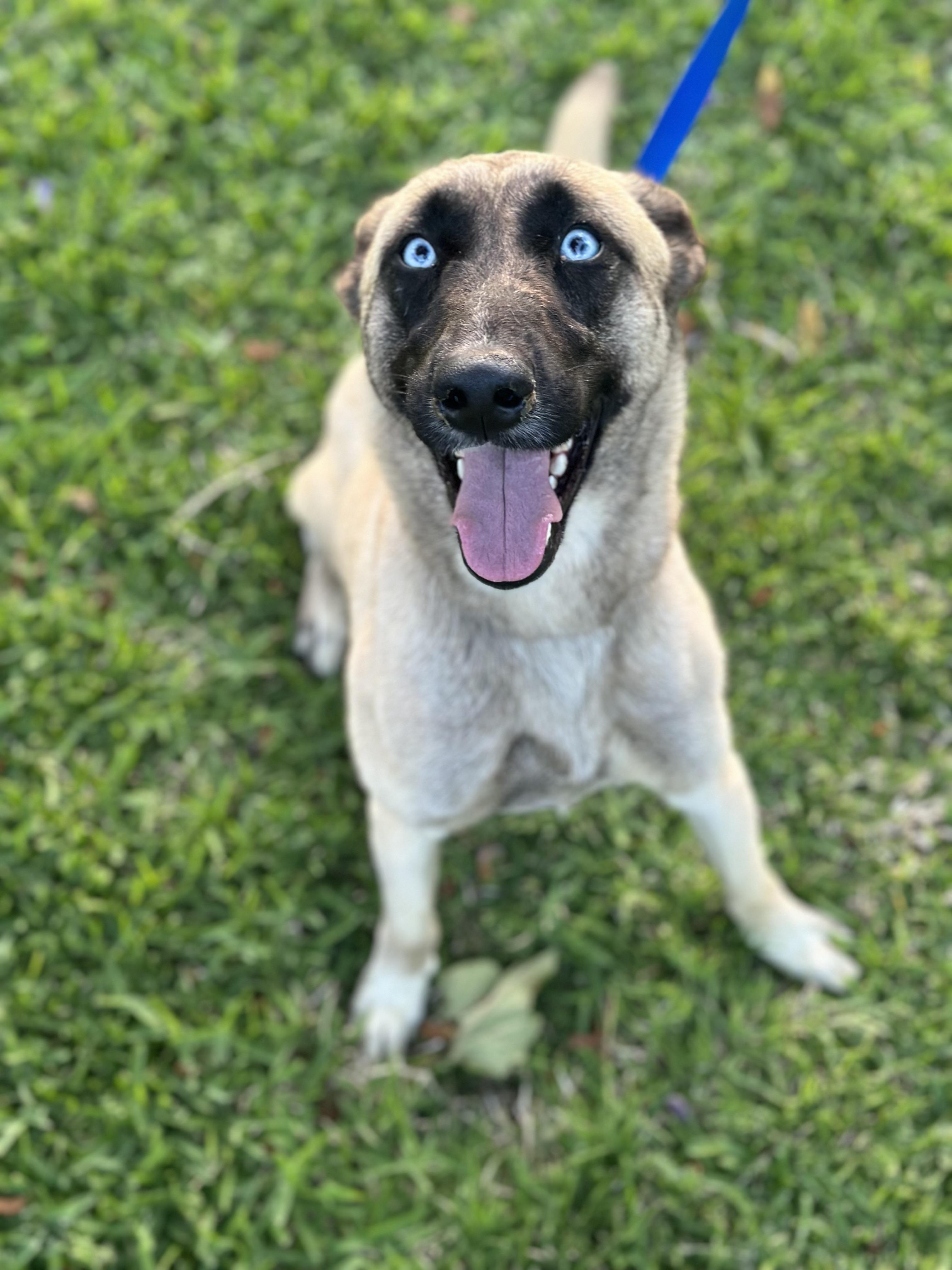 Dog for adoption - Athena, a Belgian Shepherd / Malinois in Portland ...