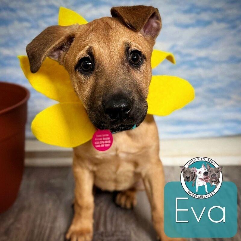 Dog for adoption - Eva Duffy, a German Shepherd Dog & Labrador ...