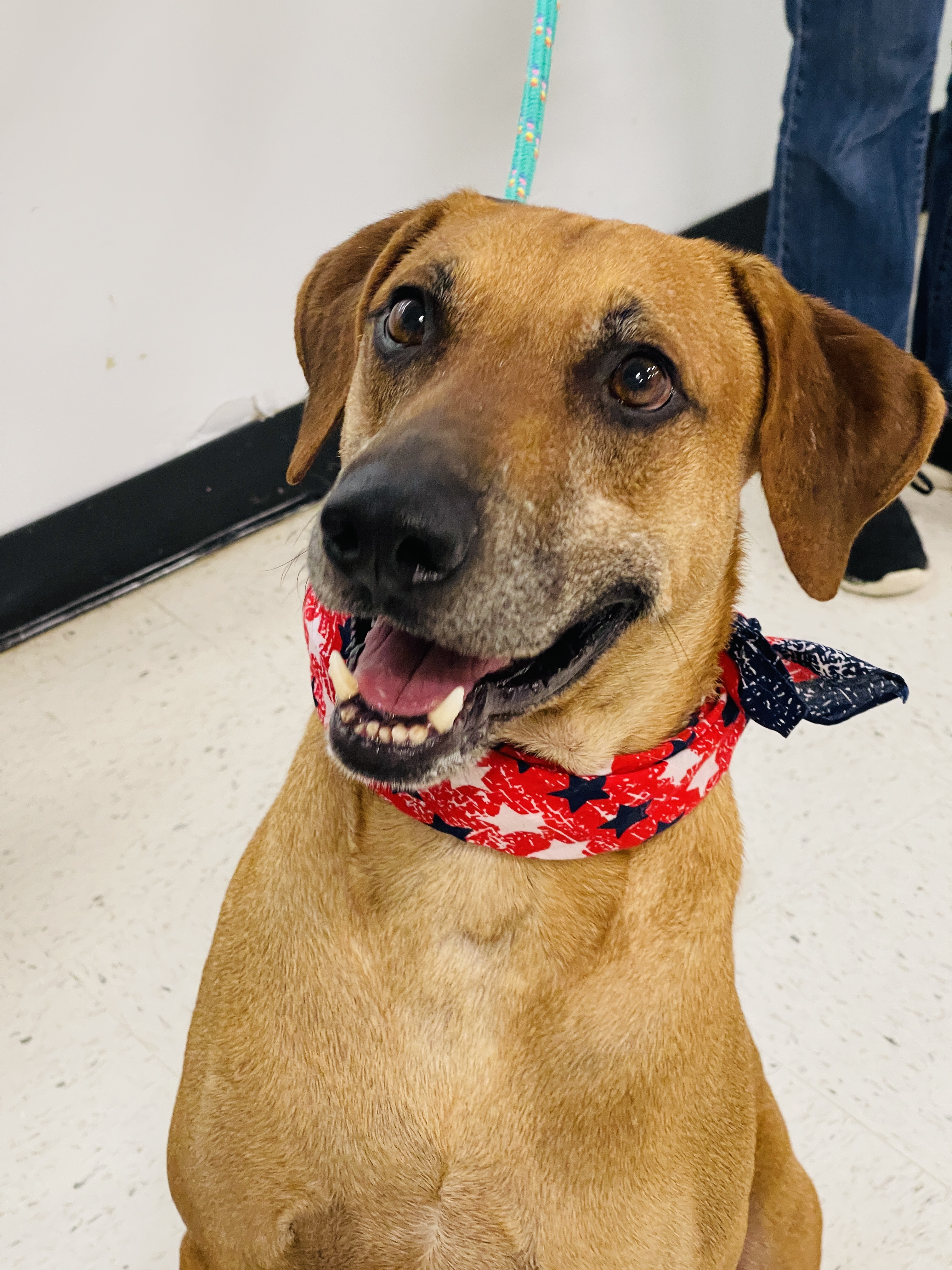 Dog for adoption - BENSON- endearing boy!, a Rhodesian Ridgeback Mix in ...