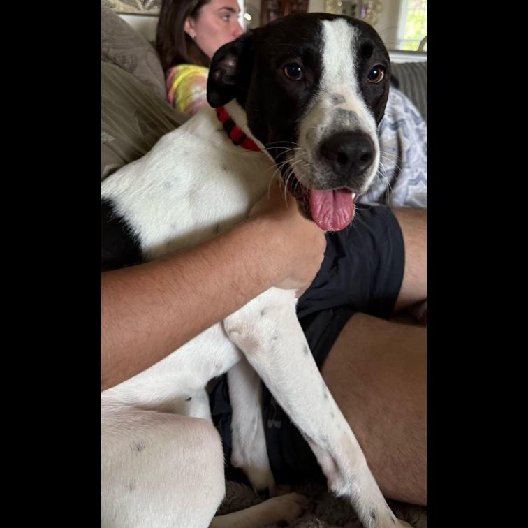 Dog for adoption - Minnie, a Pointer & American Staffordshire Terrier ...