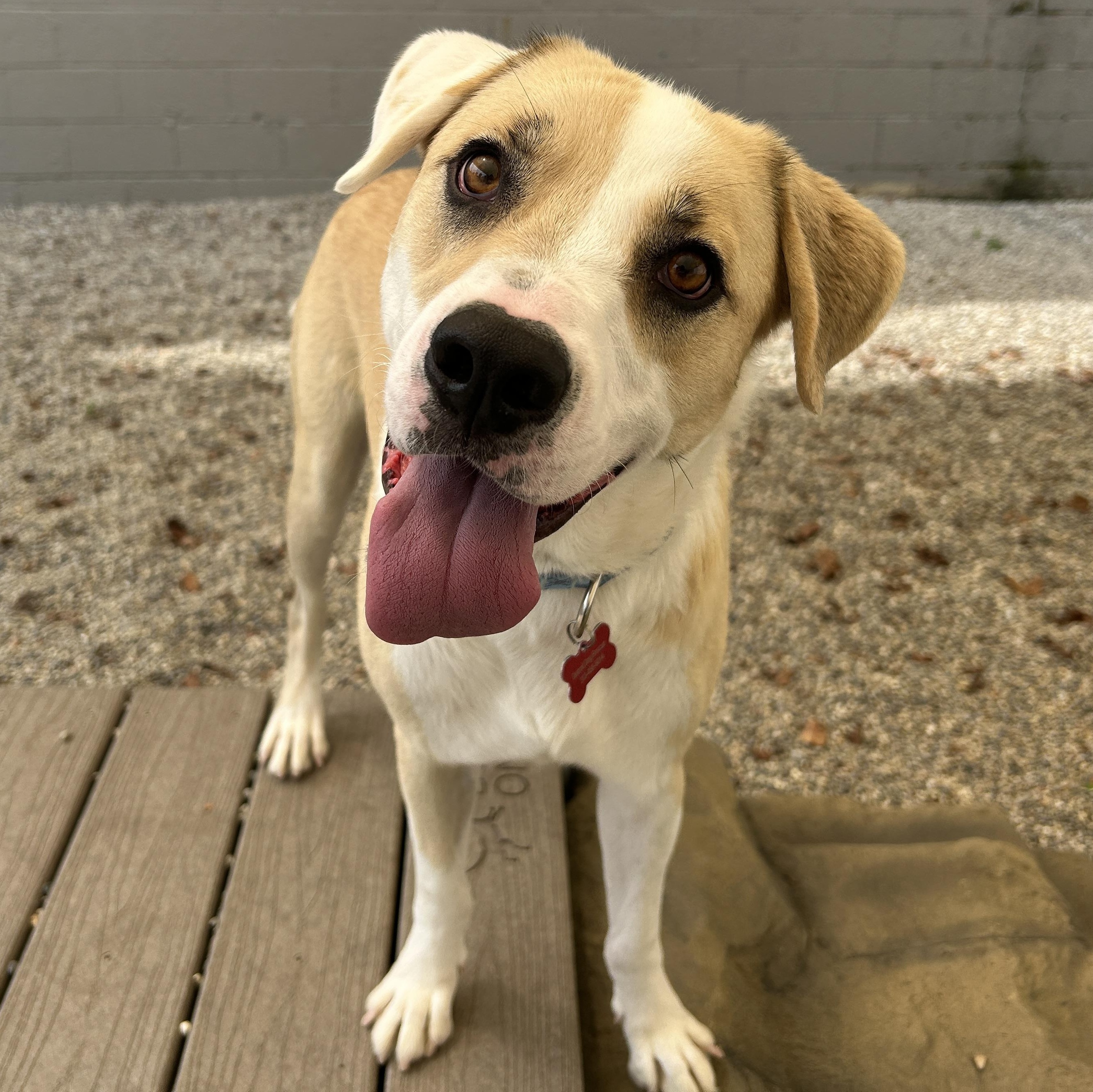 Dog for adoption - Matt, a Hound & Labrador Retriever Mix in Detroit ...