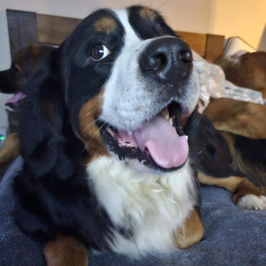 Dog for adoption - Meet Sammy – Loving, Snuggles, and Loyal Companion!, a Bernese Mountain Dog ...