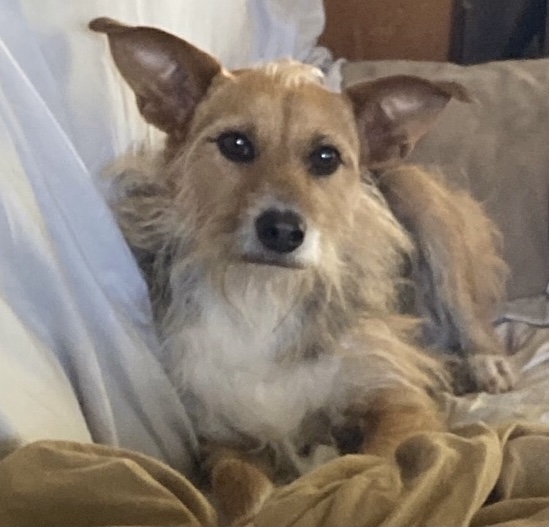 Dog for adoption - Pierre, a Terrier in Long Beach, CA | Petfinder