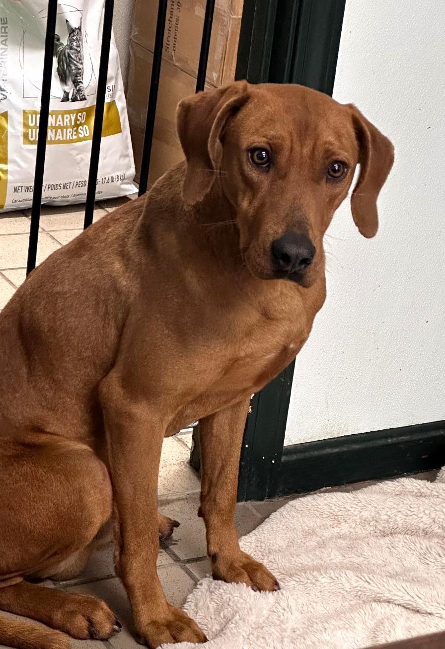 Dog for adoption - Creek, a Hound Mix in Hardinsburg, KY | Petfinder