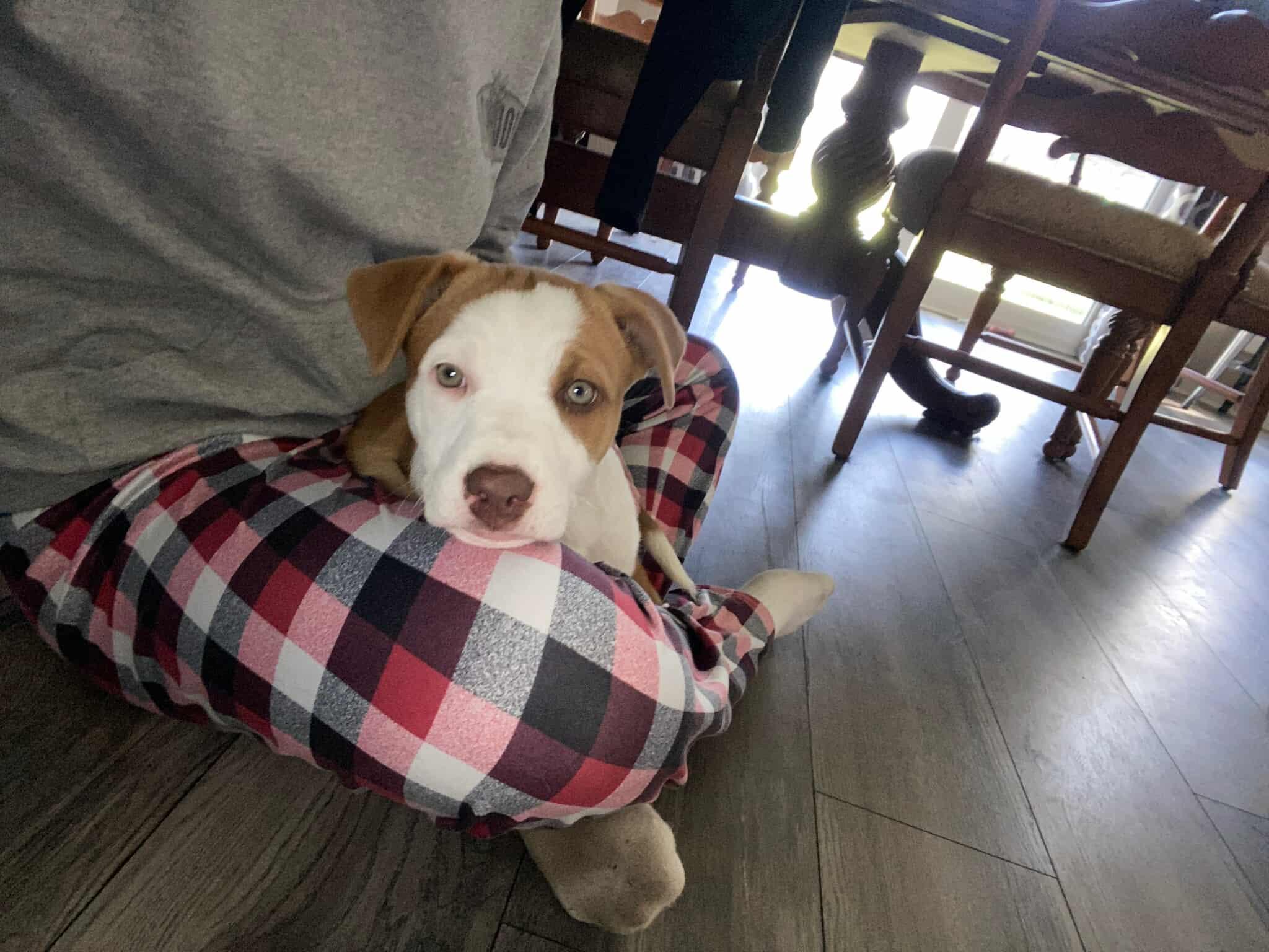 Dog for adoption - Honey Dew, a Hound & Pit Bull Terrier Mix in Elgin ...