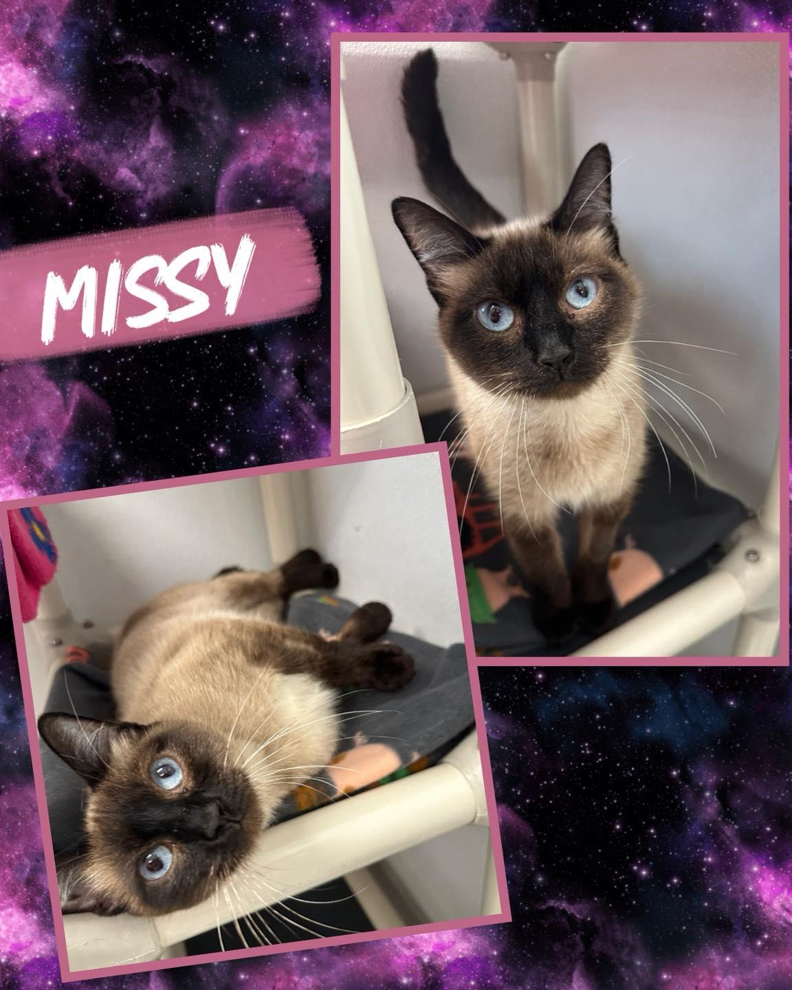 Cat for adoption - Missy, a Siamese in Howes Cave, NY | Petfinder